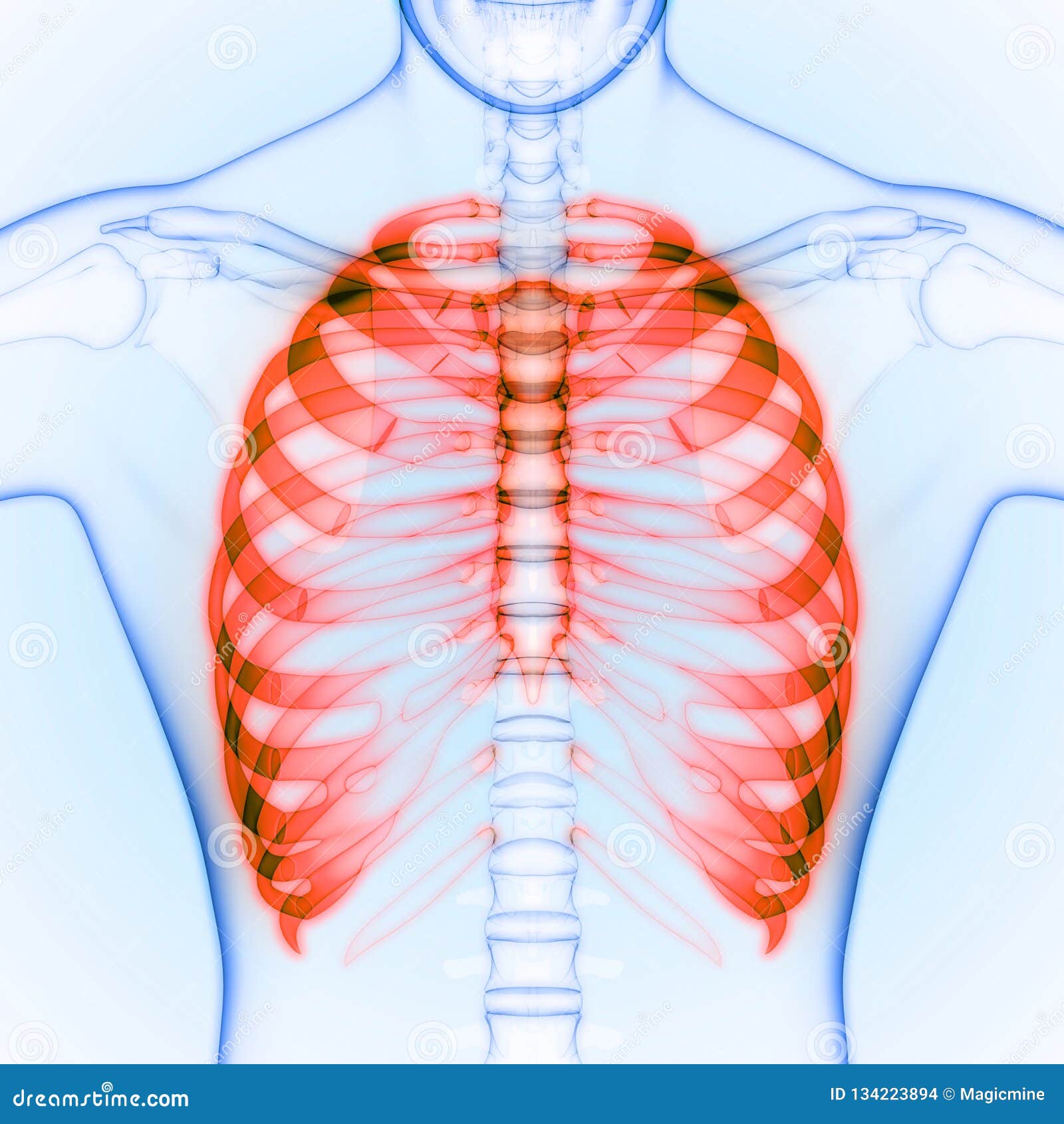 Human Body Skeleton System Rib Cage Anatomy Stock Illustration ...