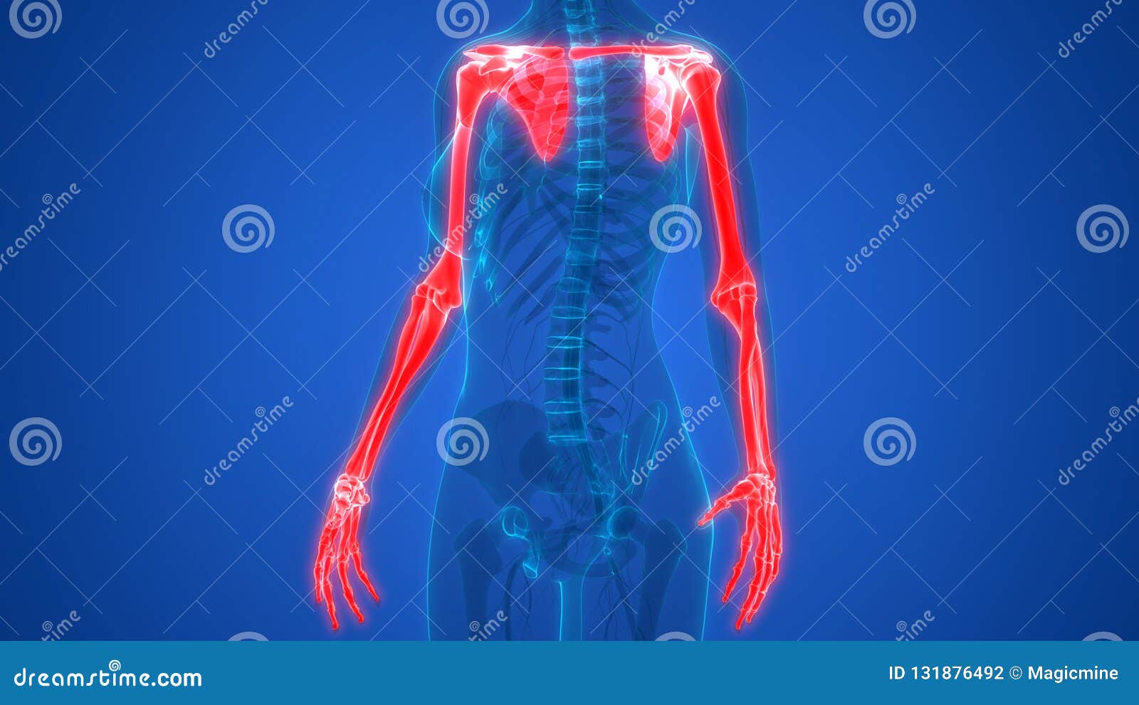 Human Body Skeleton System Upper Limbs Bone Joints Anatomy Stock ...