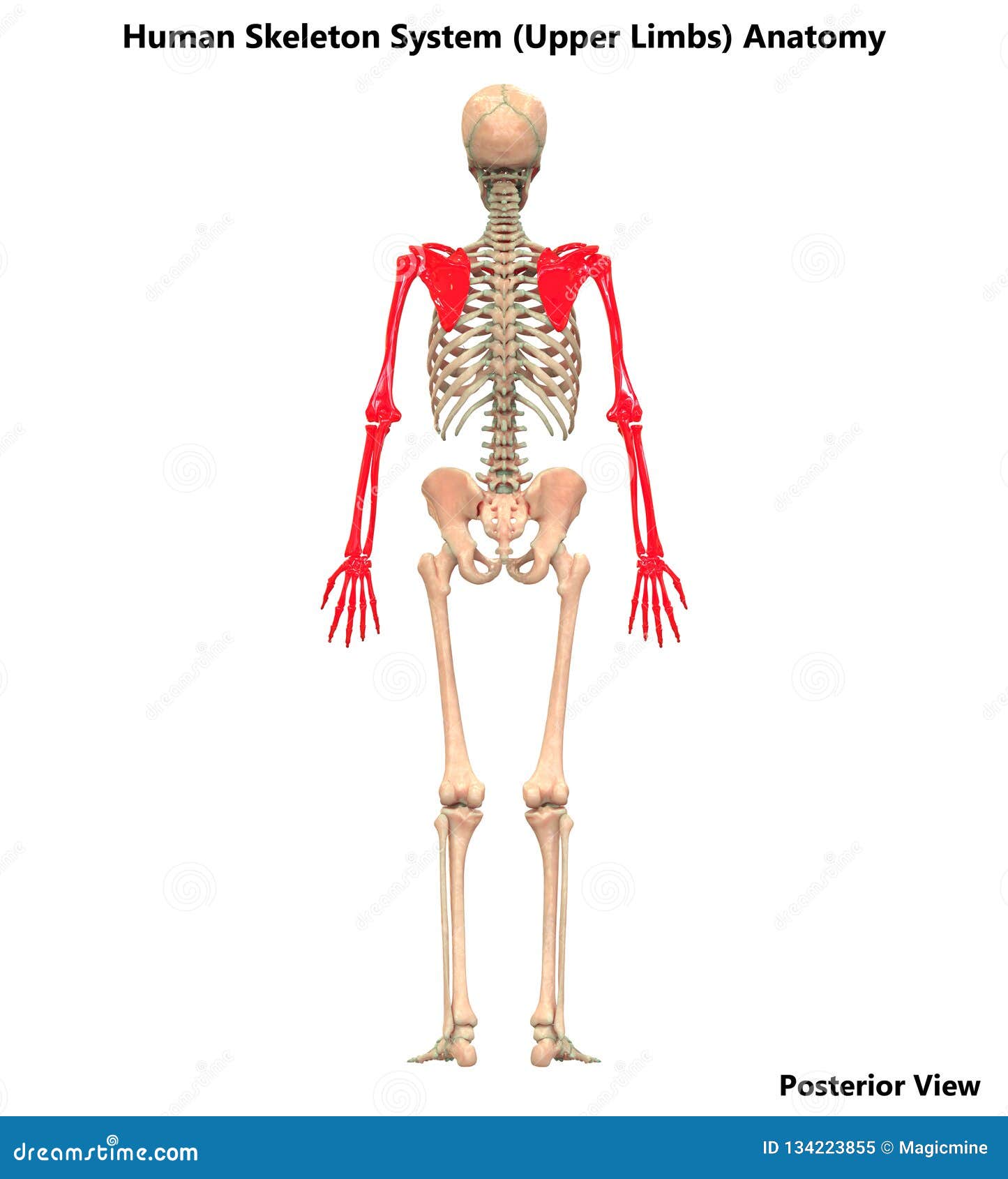 Human Body Skeleton System Upper Limbs Bone Joints Anatomy Stock ...
