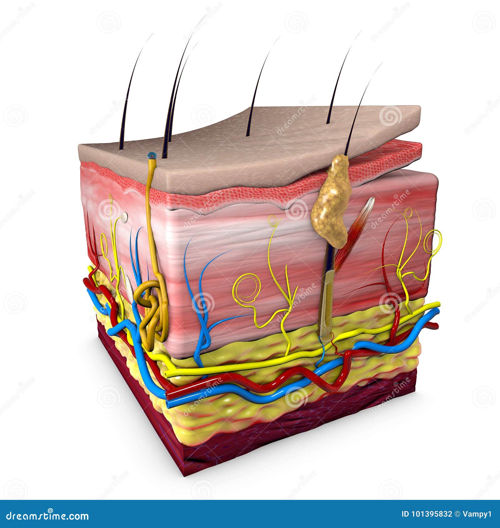 Human Body Skin Section, Anatomy, 3d Section of Human Skin Stock ...