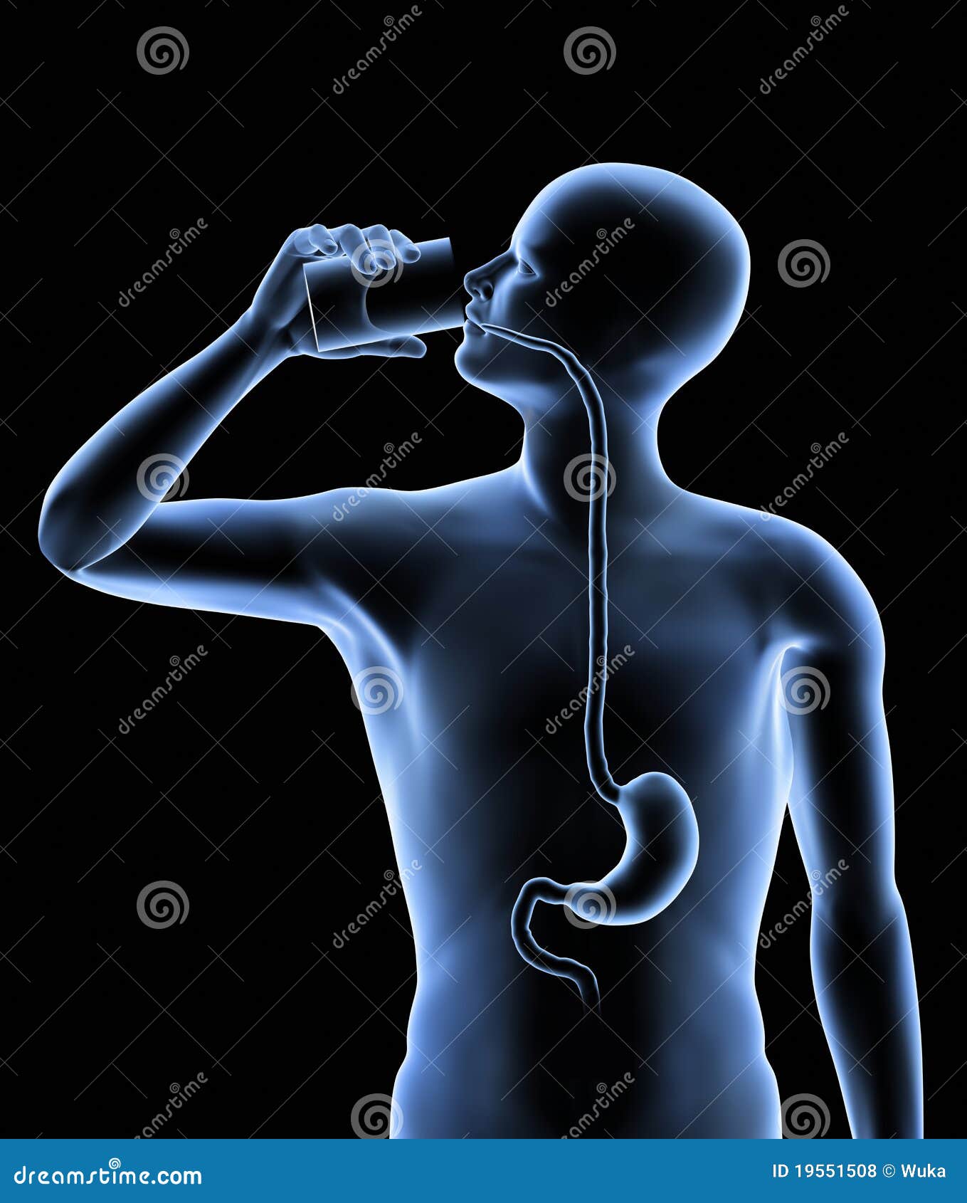 Stomach Inside Human Body Icon Vector From Body Parts Collection. Thin ...