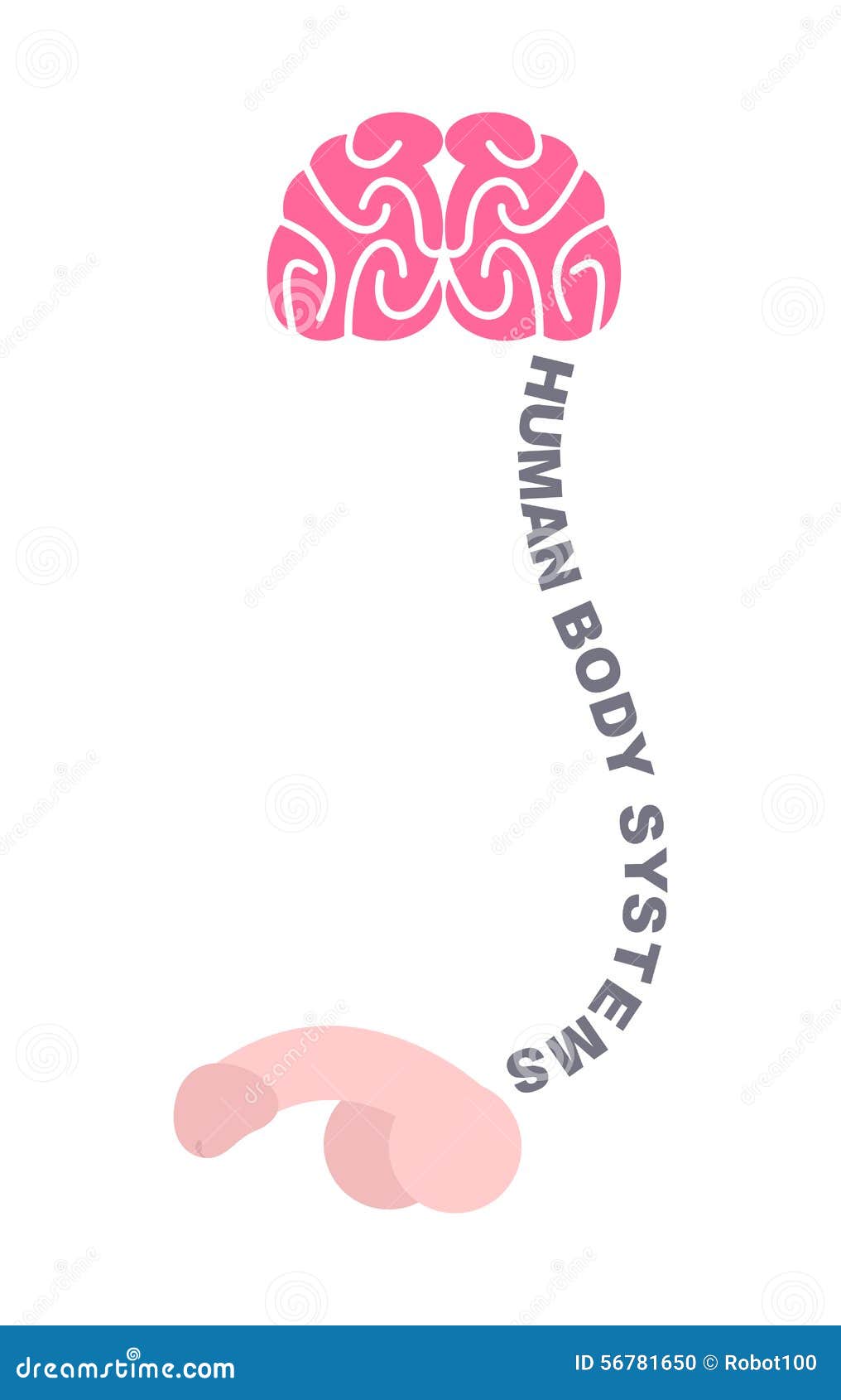 Human Penis Anatomy Stock Illustration | CartoonDealer.com #5564068