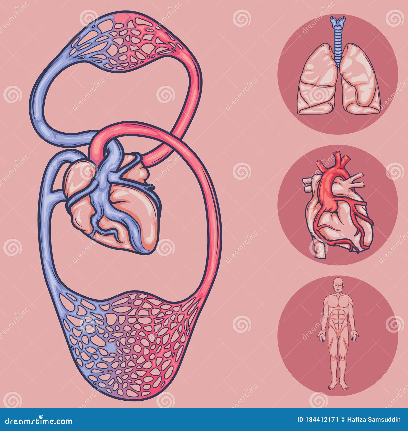 Human Body System. Vector Illustration Decorative Background Design ...