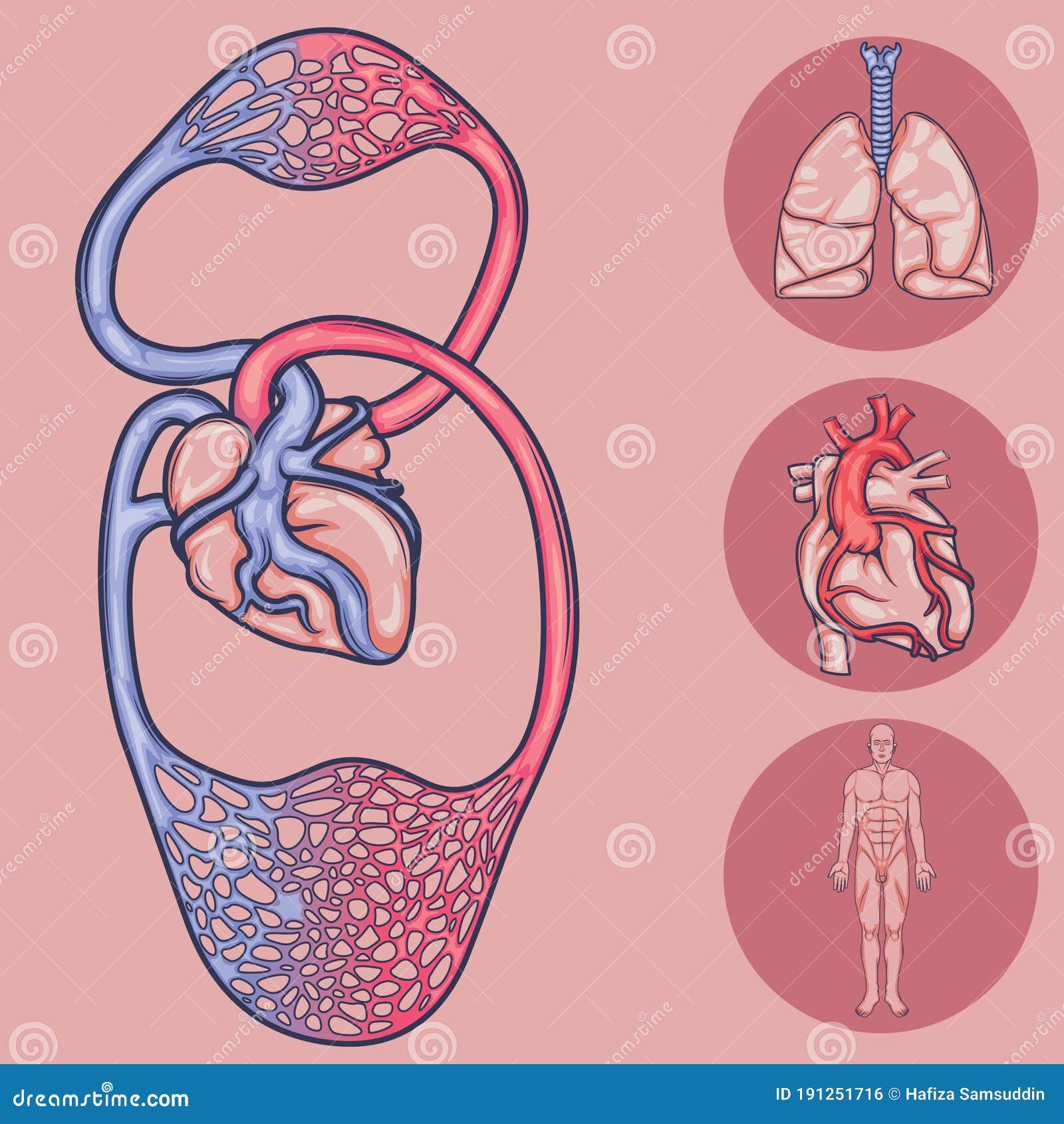 Human Body System. Vector Illustration Decorative Design Stock Vector ...