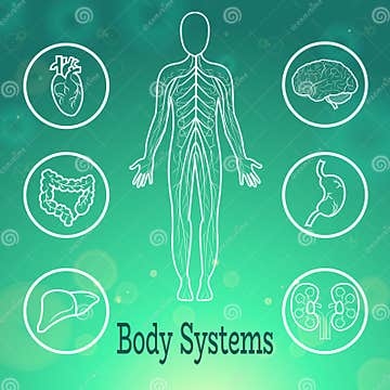 Human body systems stock vector. Illustration of network - 78421381