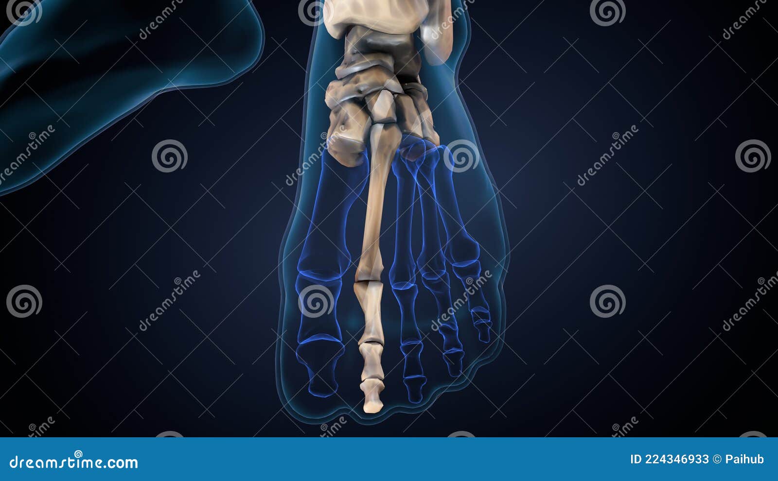 Human Skeleton Foot Bones Anatomy .3d Illustraton Stock Illustration ...