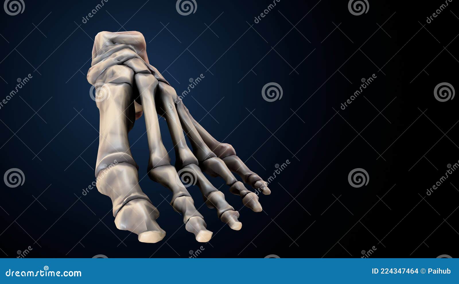 Human Skeleton Foot Bones Anatomy .3d Illustraton Stock Illustration ...