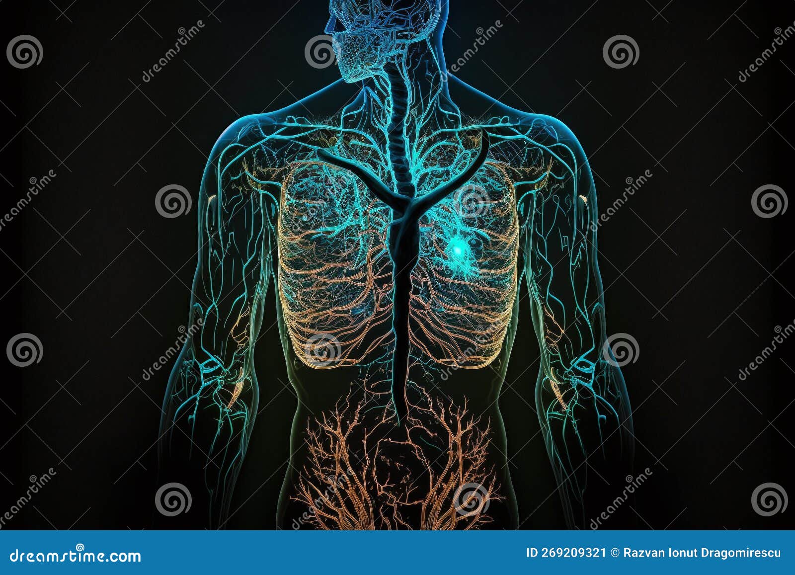 Human Body with Transparency, Featuring Bioluminescent Lines that ...