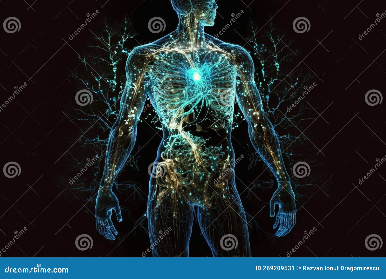 Human Body with Transparency, Featuring Bioluminescent Lines that ...