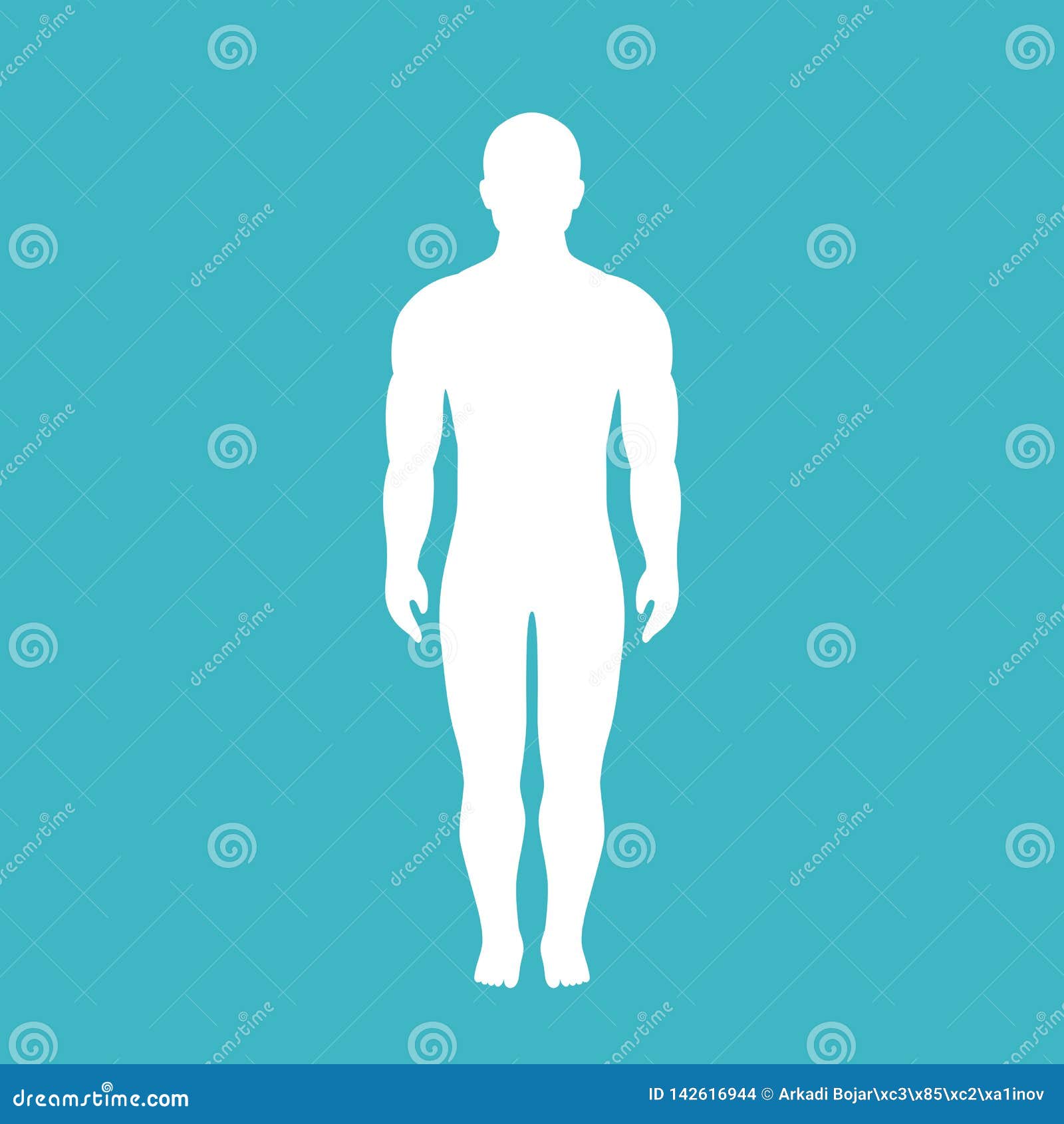 Human Body Vector Png