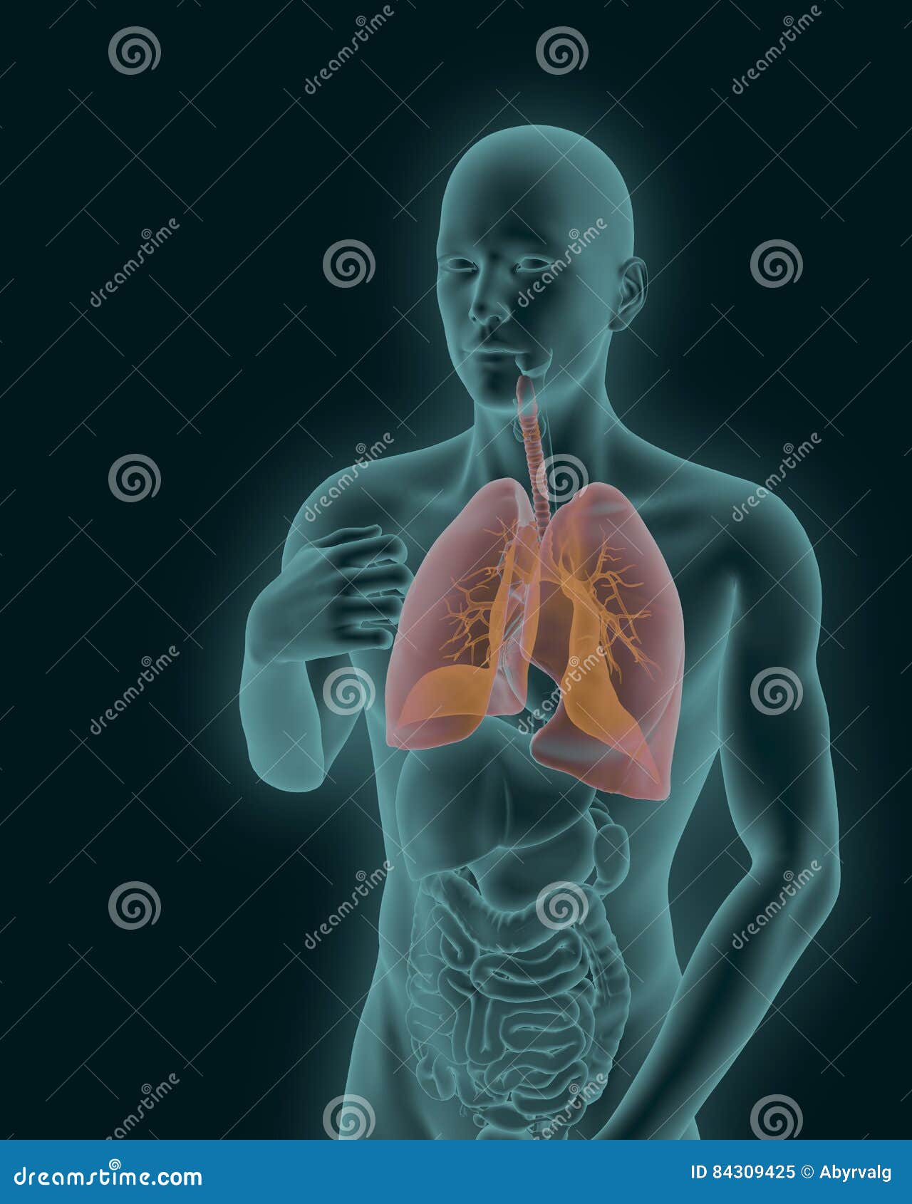 Human Body with Visible Inflamed Respiratory System 3d Render Stock ...