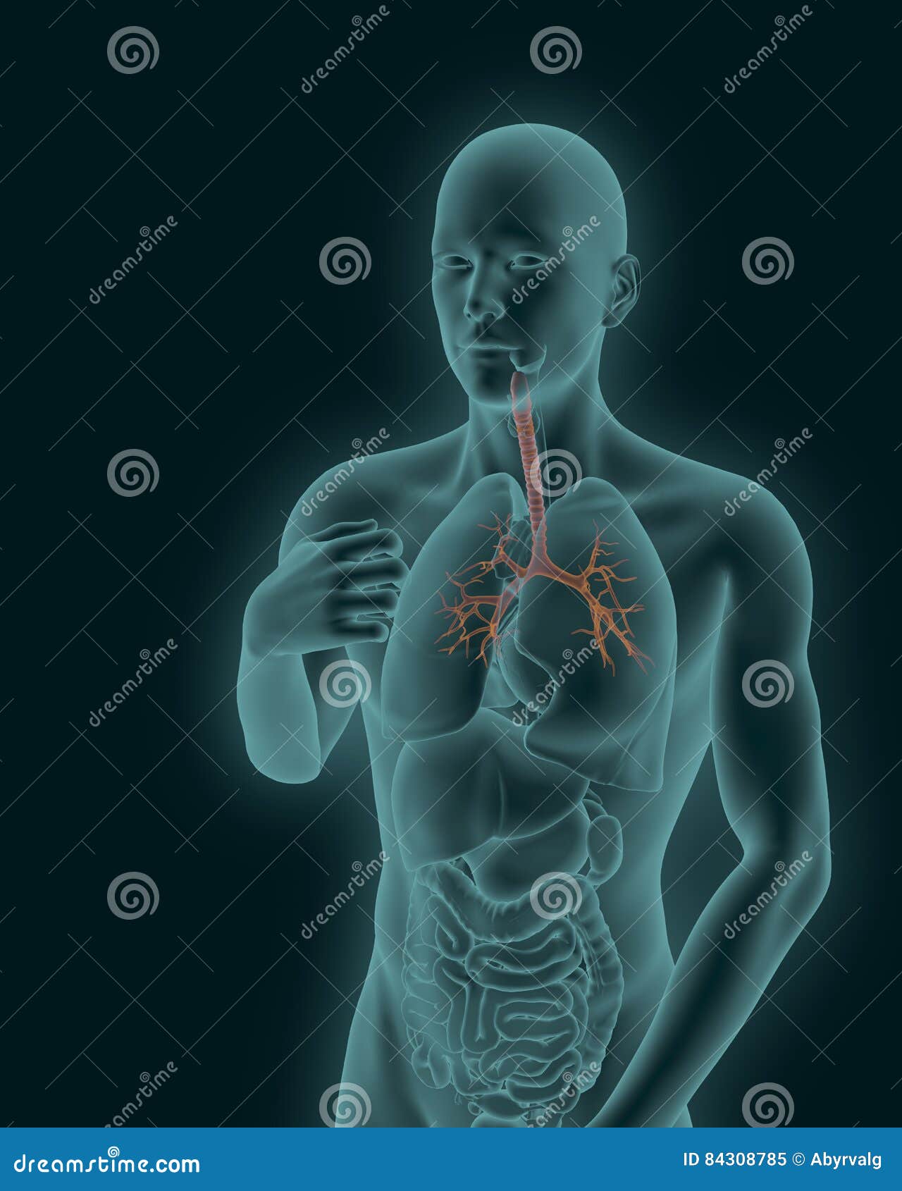 Human Body with Visible Inflamed Trachea and the Bronchial Tree Stock ...