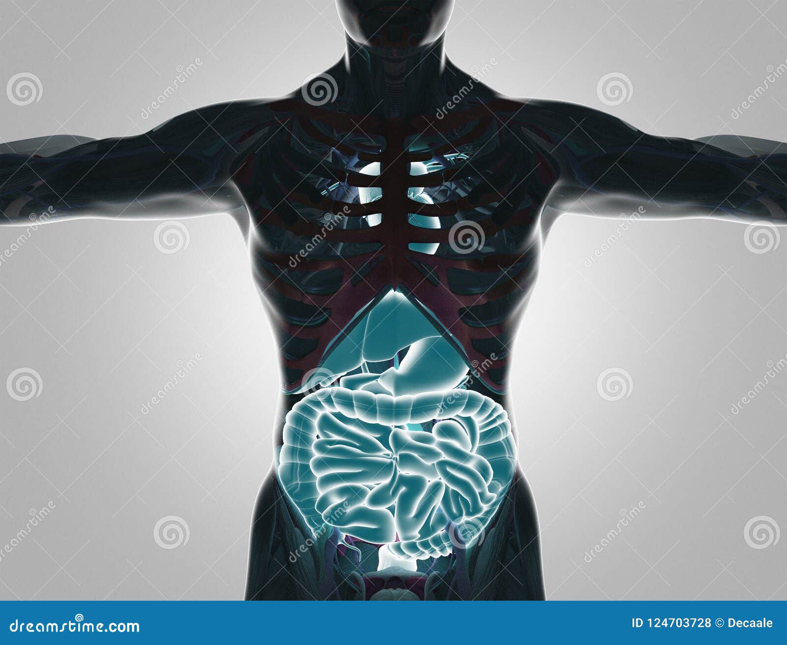 Human Body with Visible Organs, 3d Render Illustration Stock ...