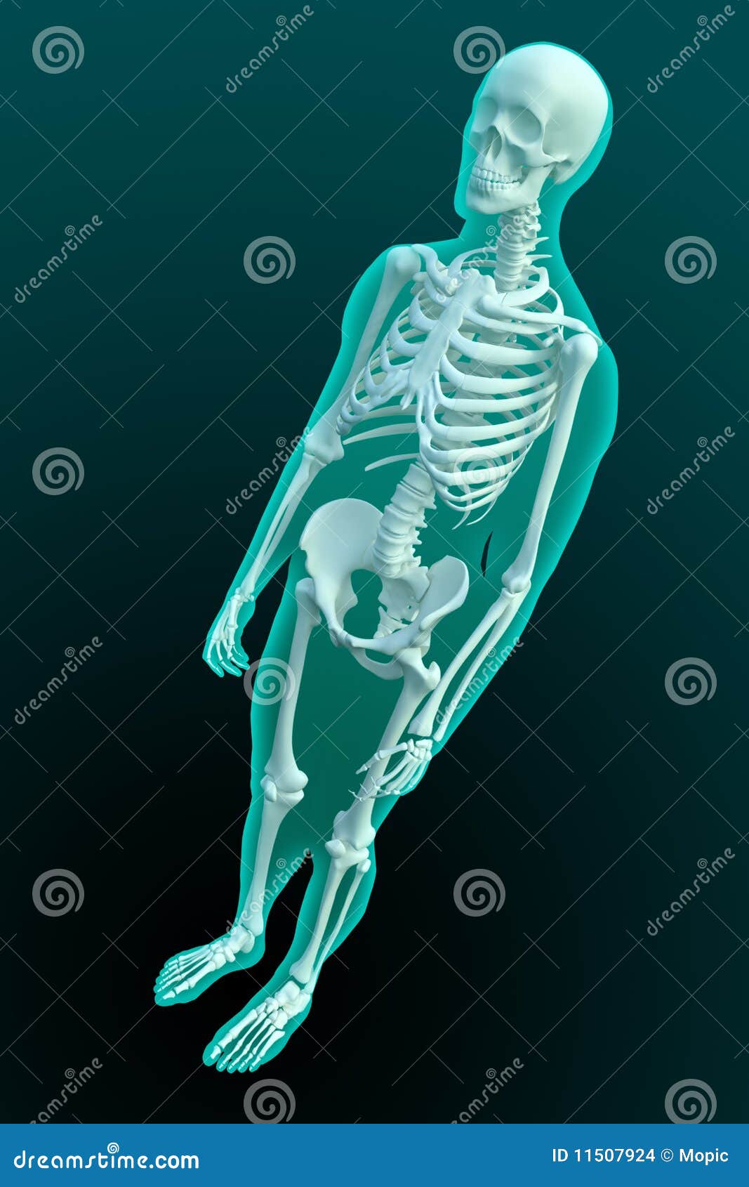 Human Body with Visible Skeleton Stock Illustration - Illustration of ...