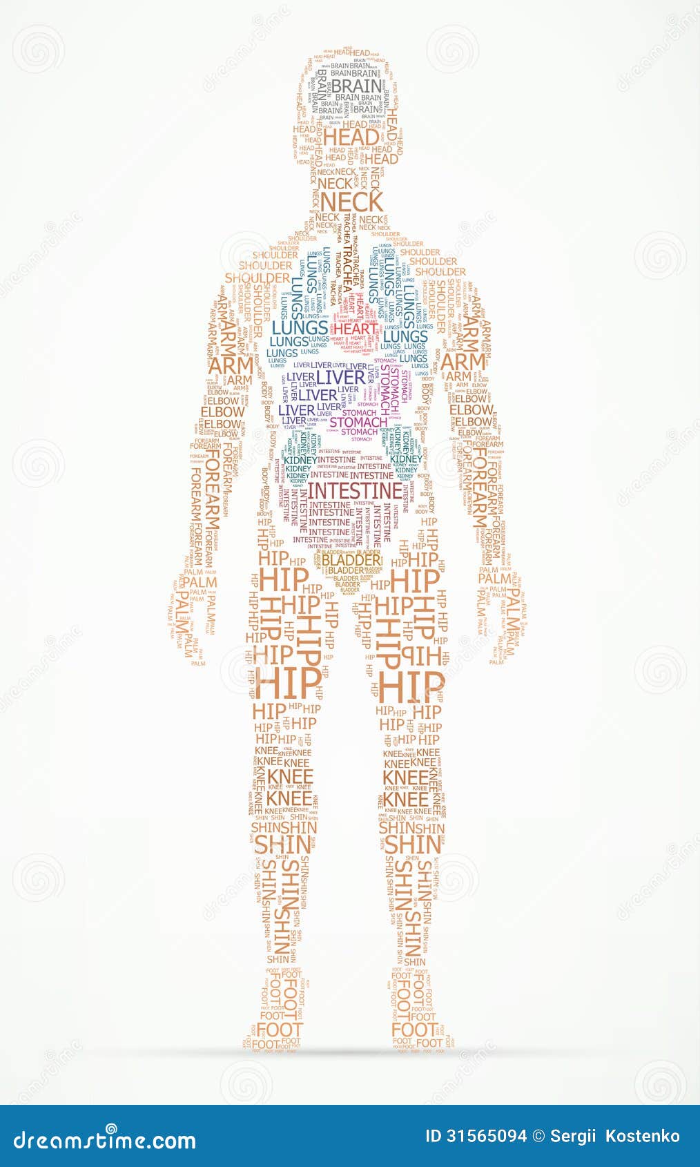 Human body wordcloud stock vector. Illustration of biology - 31565094 Human body wordcloud stock vector. Illustration of biology - 31565094
