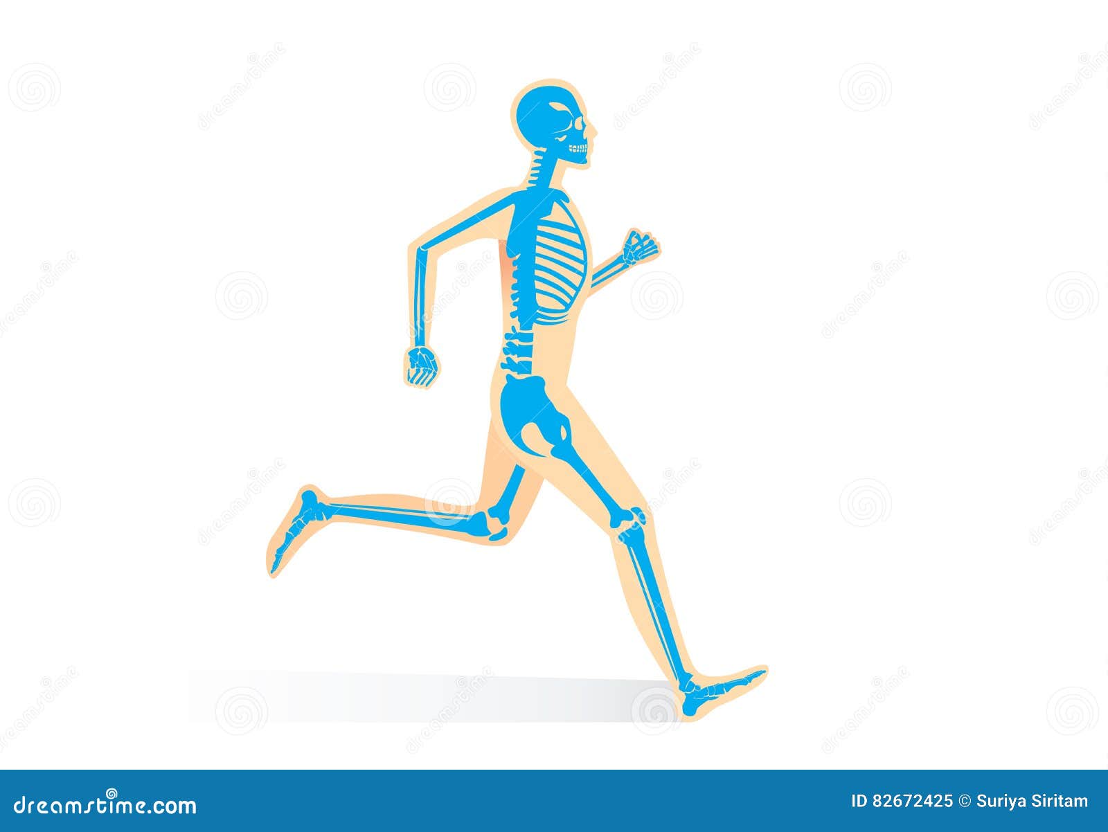 Human Bone Anatomy while Run Stock Vector - Illustration of movement ...