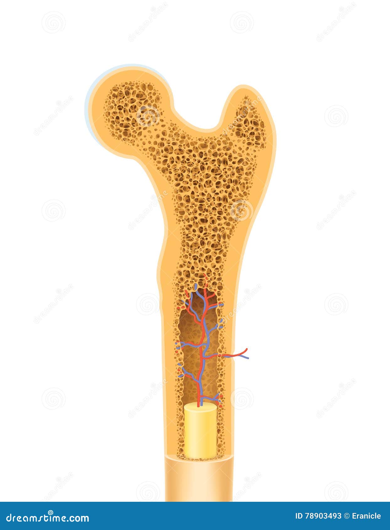 Human bone anatomy stock vector. Illustration of schematic - 78903493