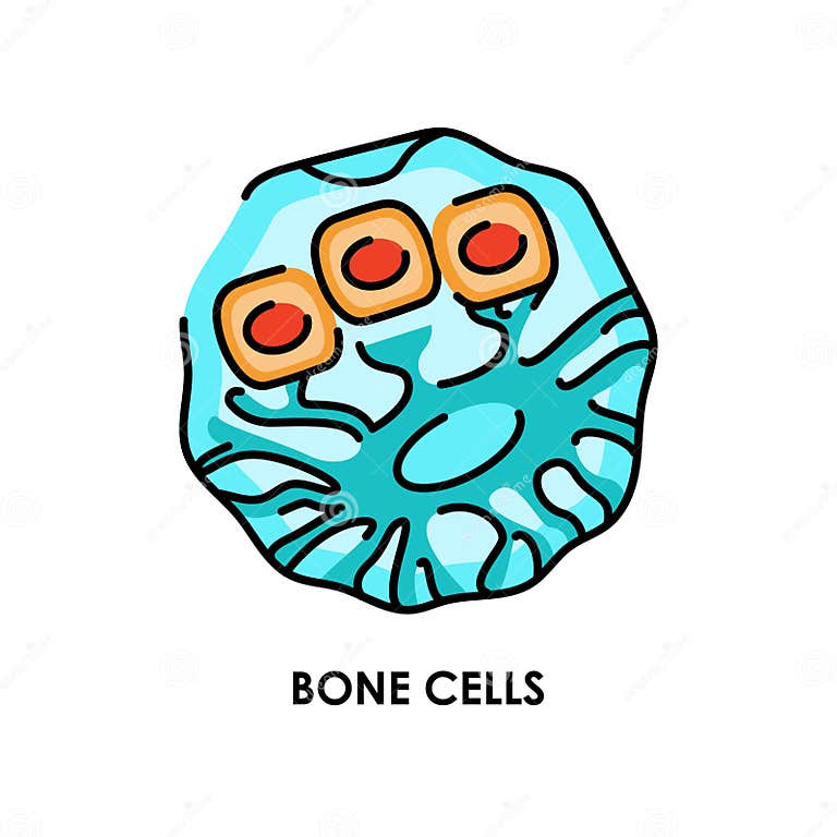 Human Bone Cell Color Line Icon. Microorganisms Microbes, Bacteria ...