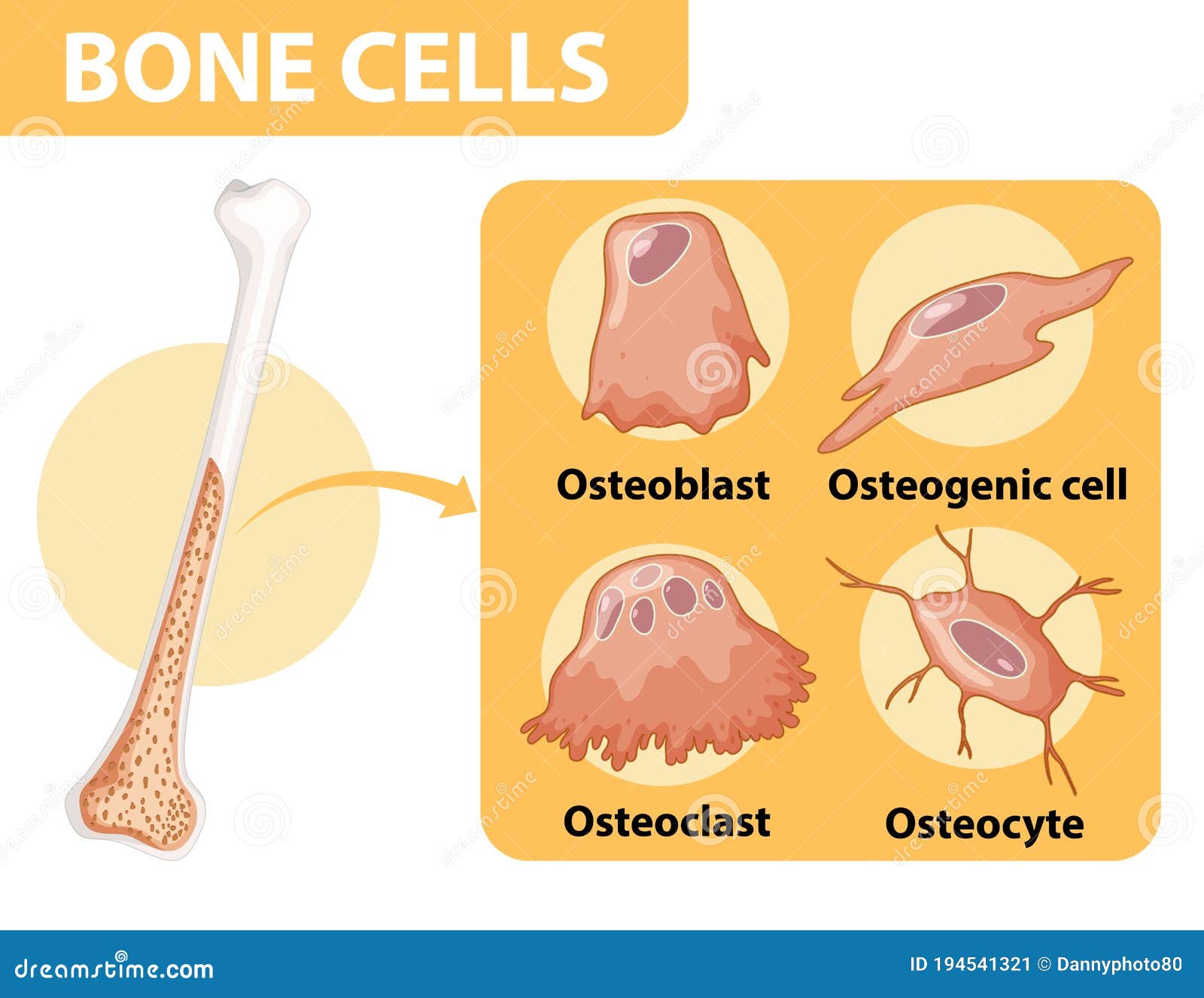 Bone Cells Vector Illustration | CartoonDealer.com #55869388