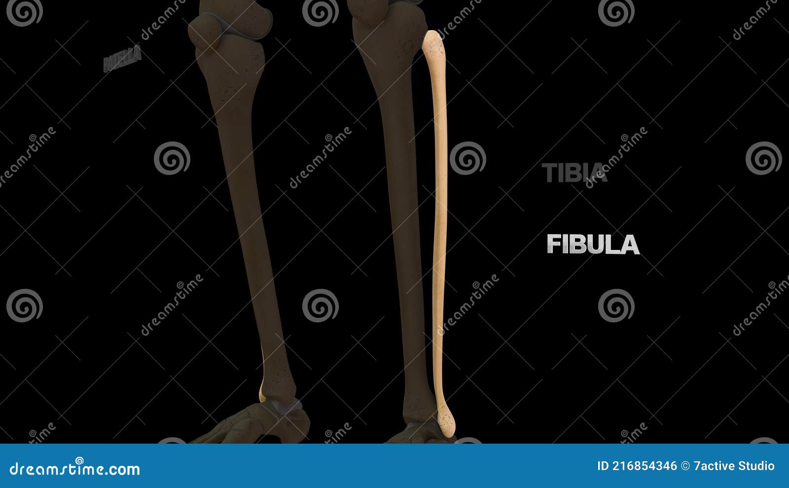 Human Bone Fibula Or Calf Bone Stock Photo | CartoonDealer.com #216854346