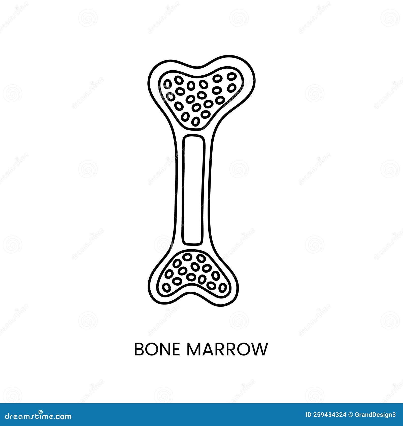 Human Bone Marrow Anatomical Icon Line in Vector, Analysis of ...