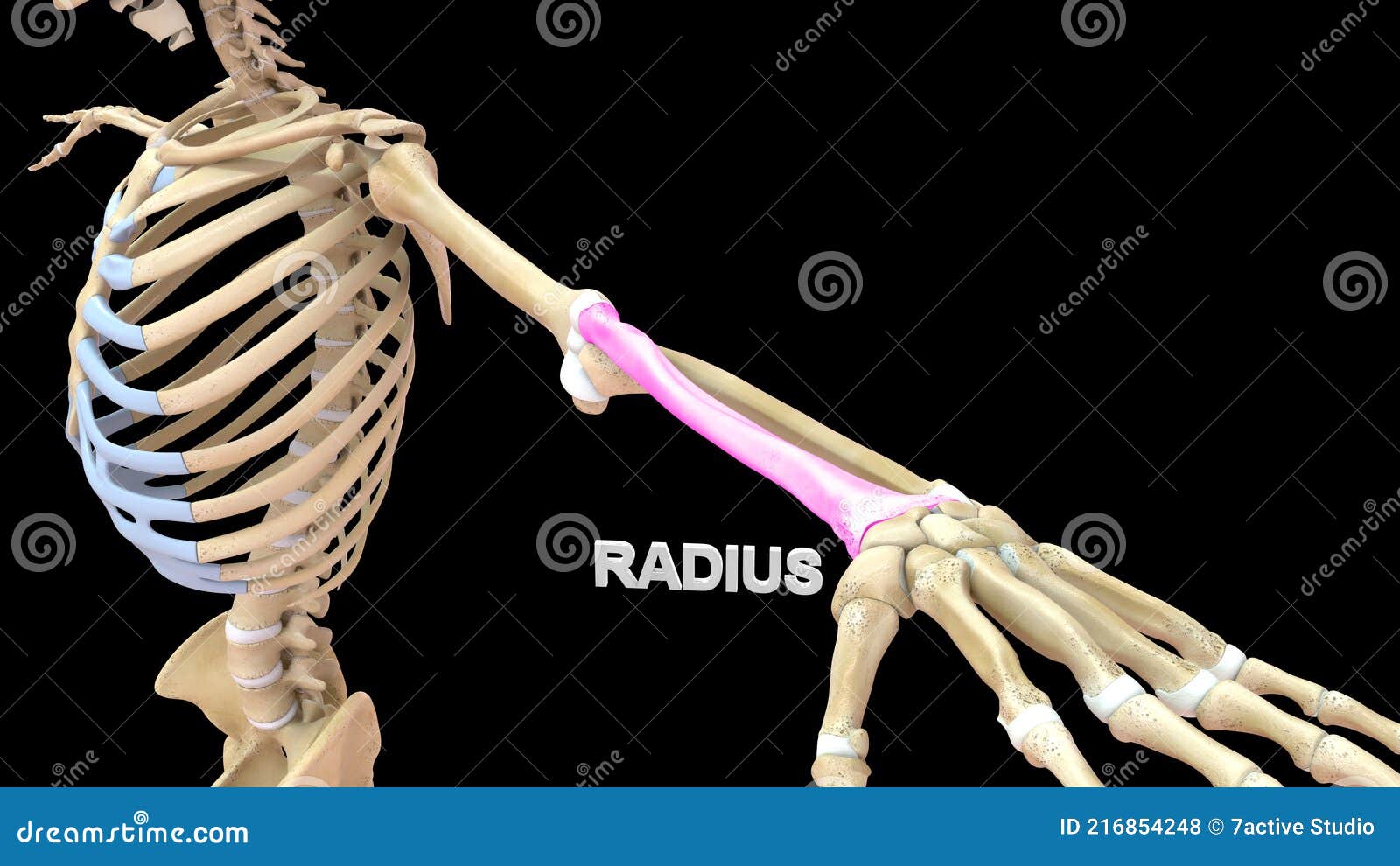 Human Bone Radius of Upper Limb Stock Illustration - Illustration of ...