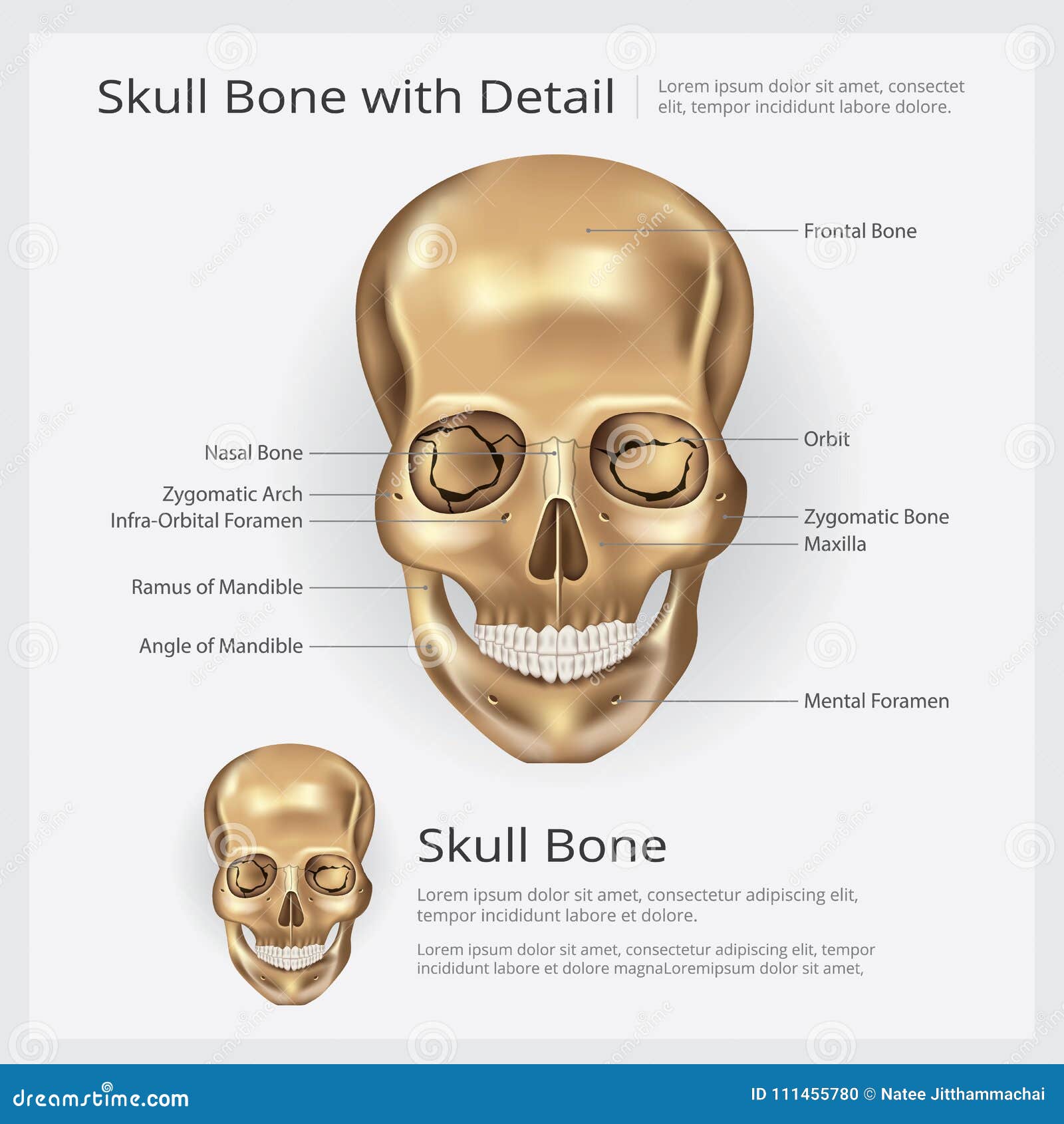 Human Bone Skull Anatomy stock vector. Illustration of caricature ...