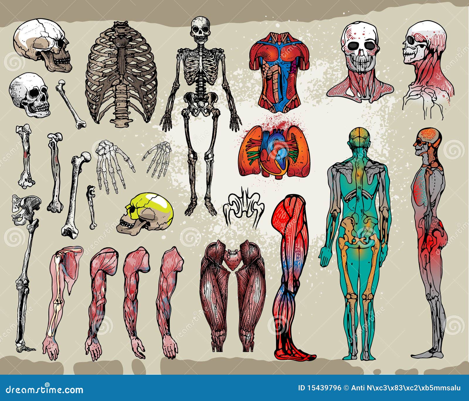 Human bones and organs stock vector. Illustration of movement - 15439796