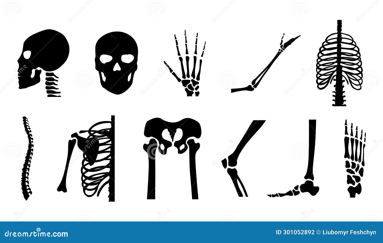 Human Bones Orthopedic and Skeleton Icon Set, Bone X-ray Image of Human ...