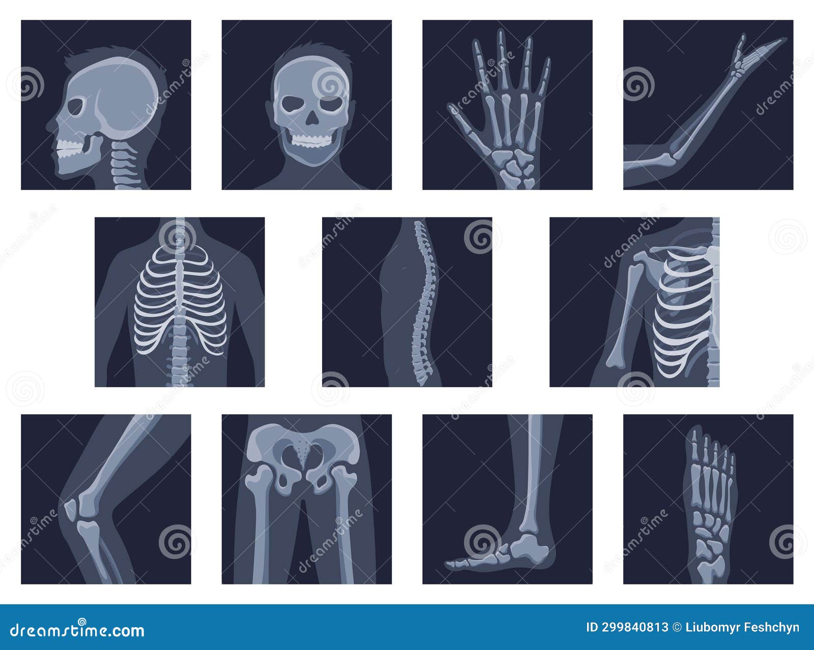 Orthopedic And Skeleton Symbols. Human Joints And Bones Set. Vector ...