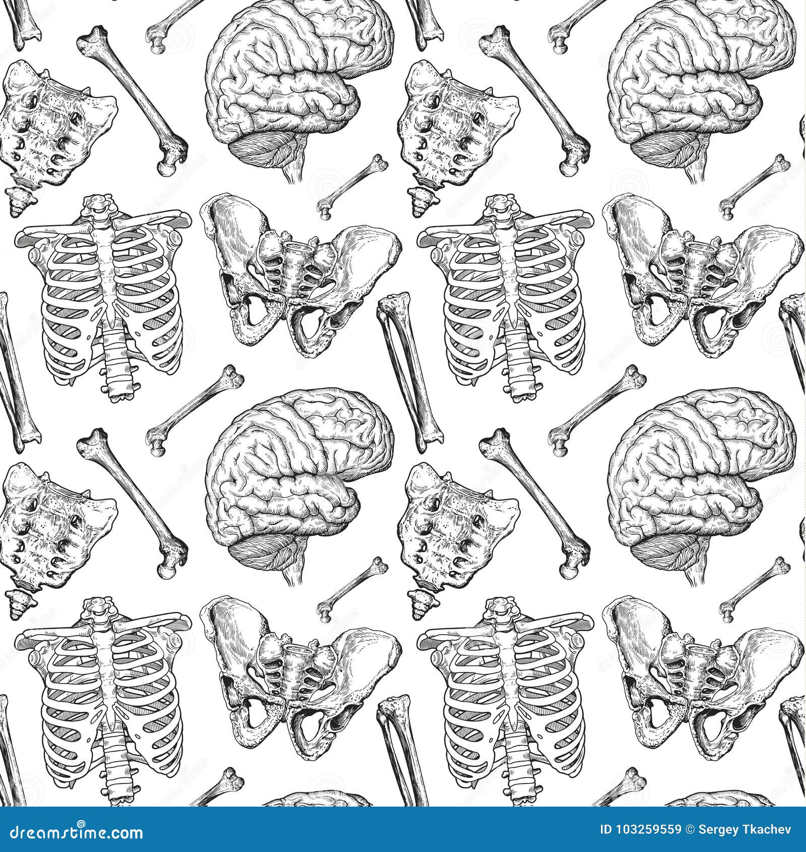 Human bones pattern stock vector. Illustration of pelvis - 103259559