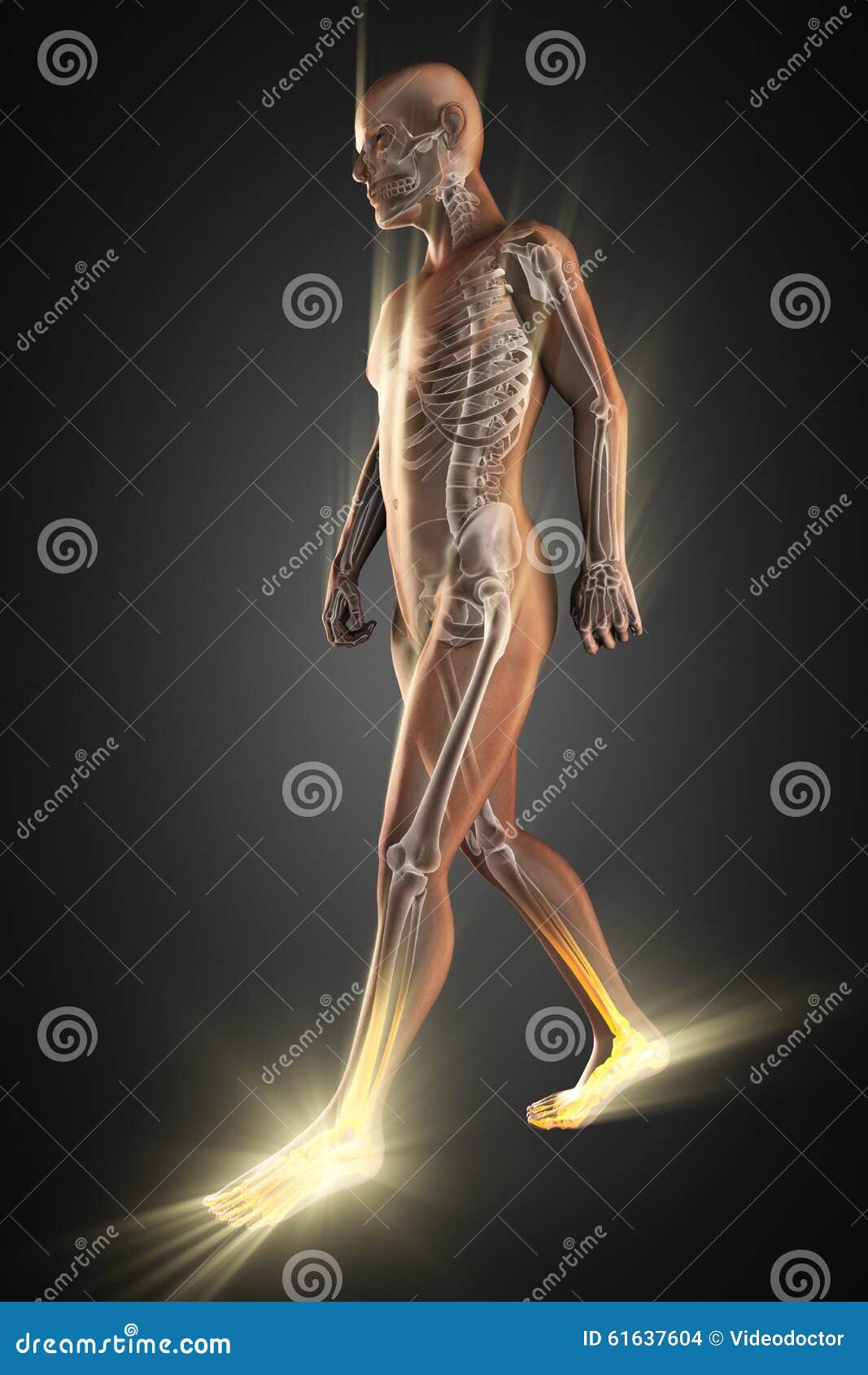 Human Bones Radiography Scan Image Stock Photo - Image of arthritis ...
