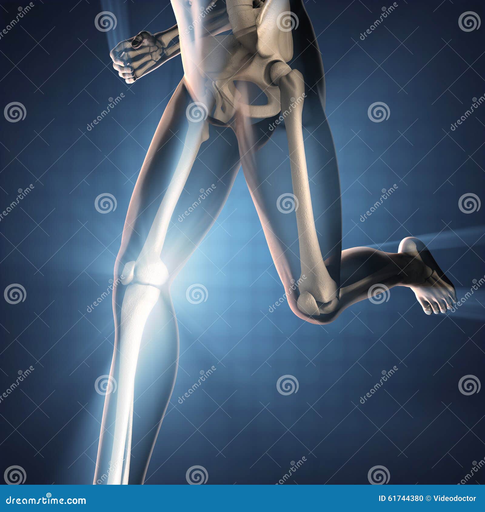 Human Bones Radiography Scan Image Stock Photo - Image of doctor ...