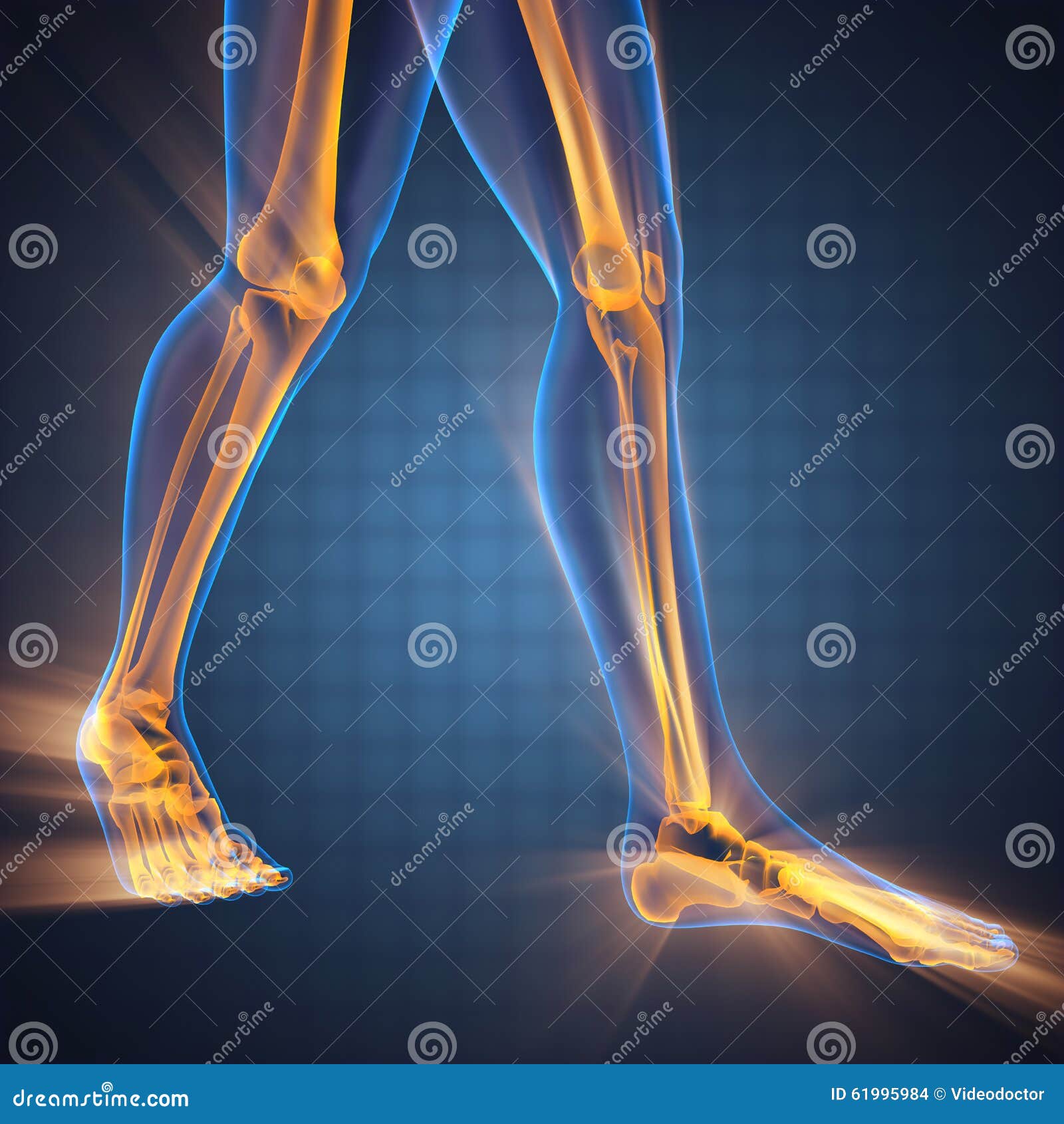 Real Human Leg Bones