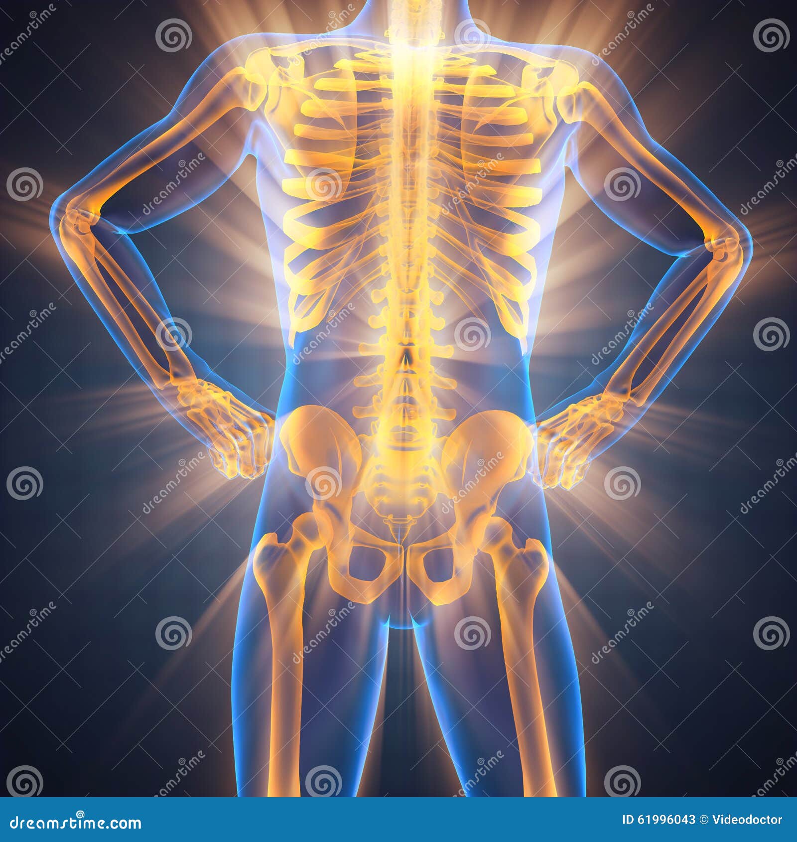 Human Bones Radiography Scan Image Stock Image - Image of back, body ...