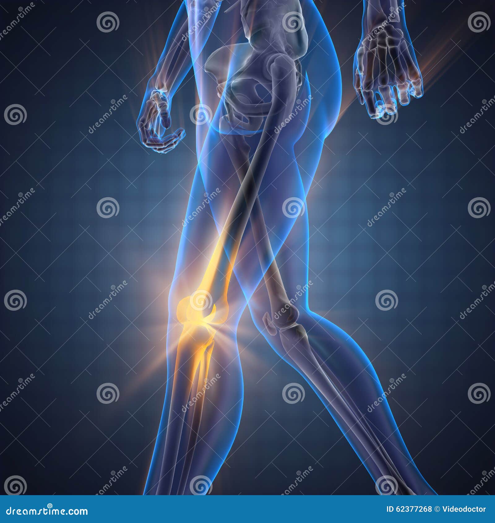 Human Bones Radiography Scan Image Stock Photo - Image of adult ...