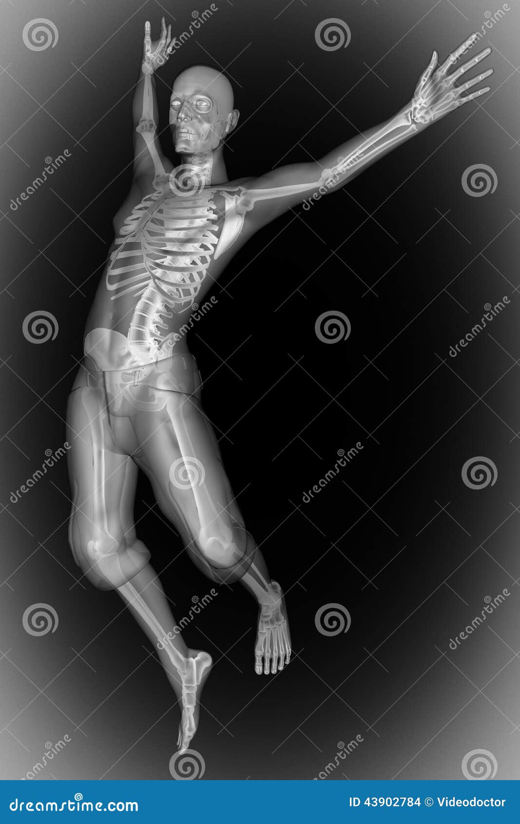 Human Bones Radiography Scan Image Stock Illustration - Illustration of ...