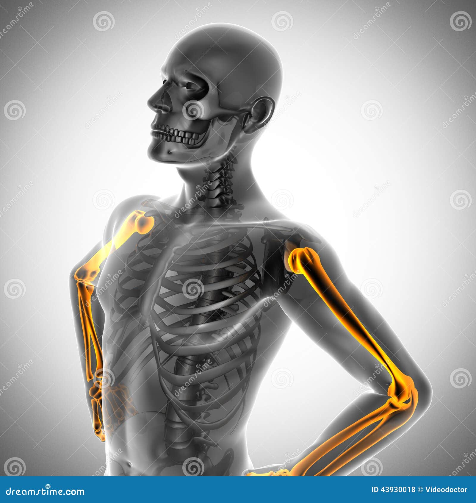 Human Bones Radiography Scan Image Stock Illustration - Illustration of ...