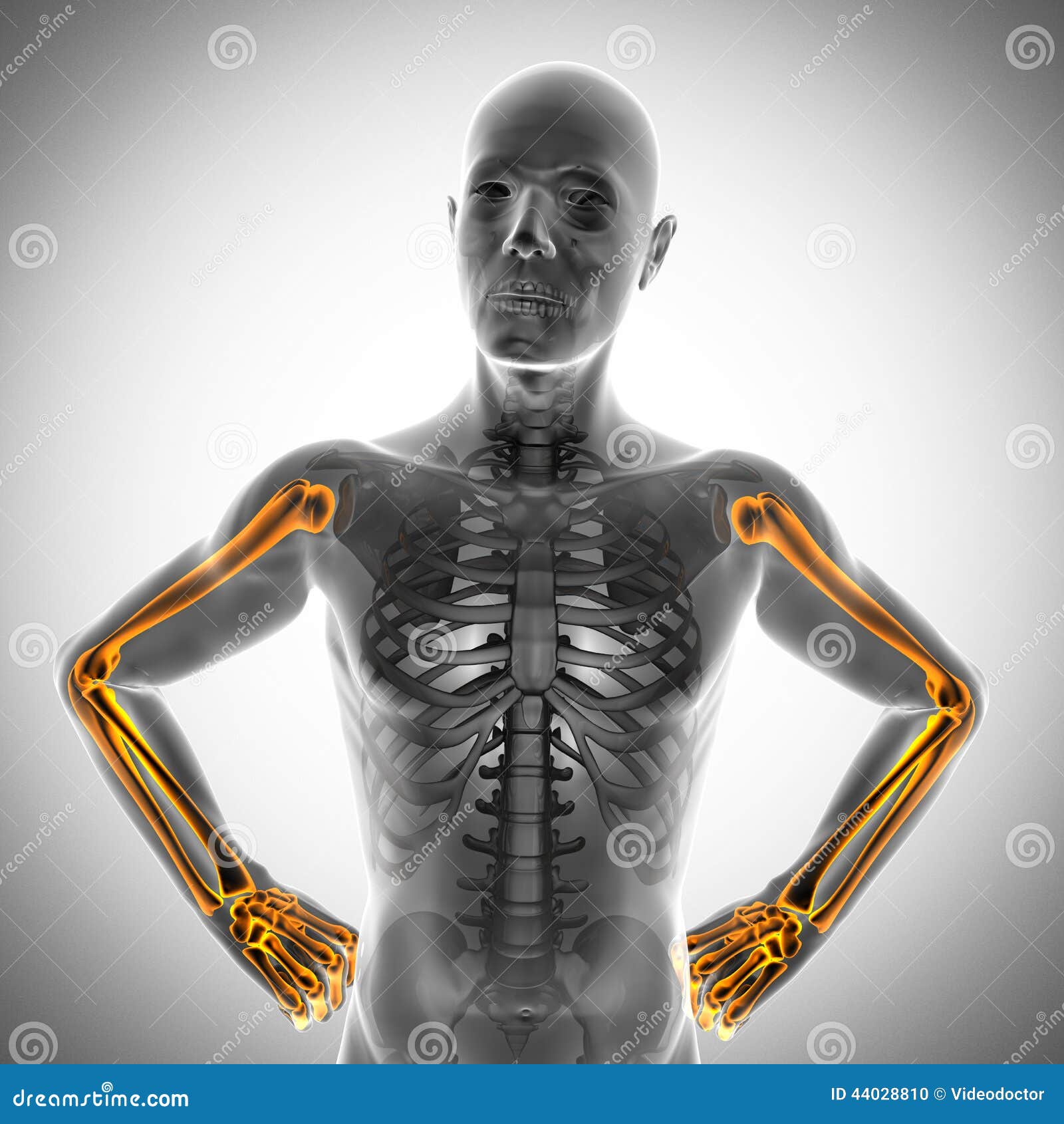 Human Bones Radiography Scan Image Stock Illustration - Illustration of ...