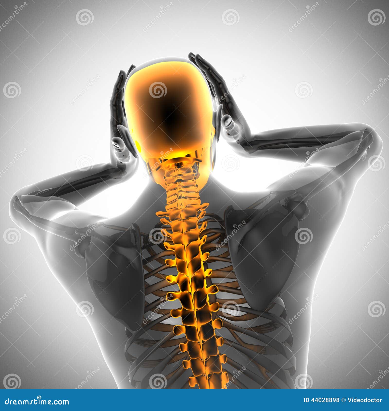 Human Bones Radiography Scan Image Stock Illustration - Illustration of ...