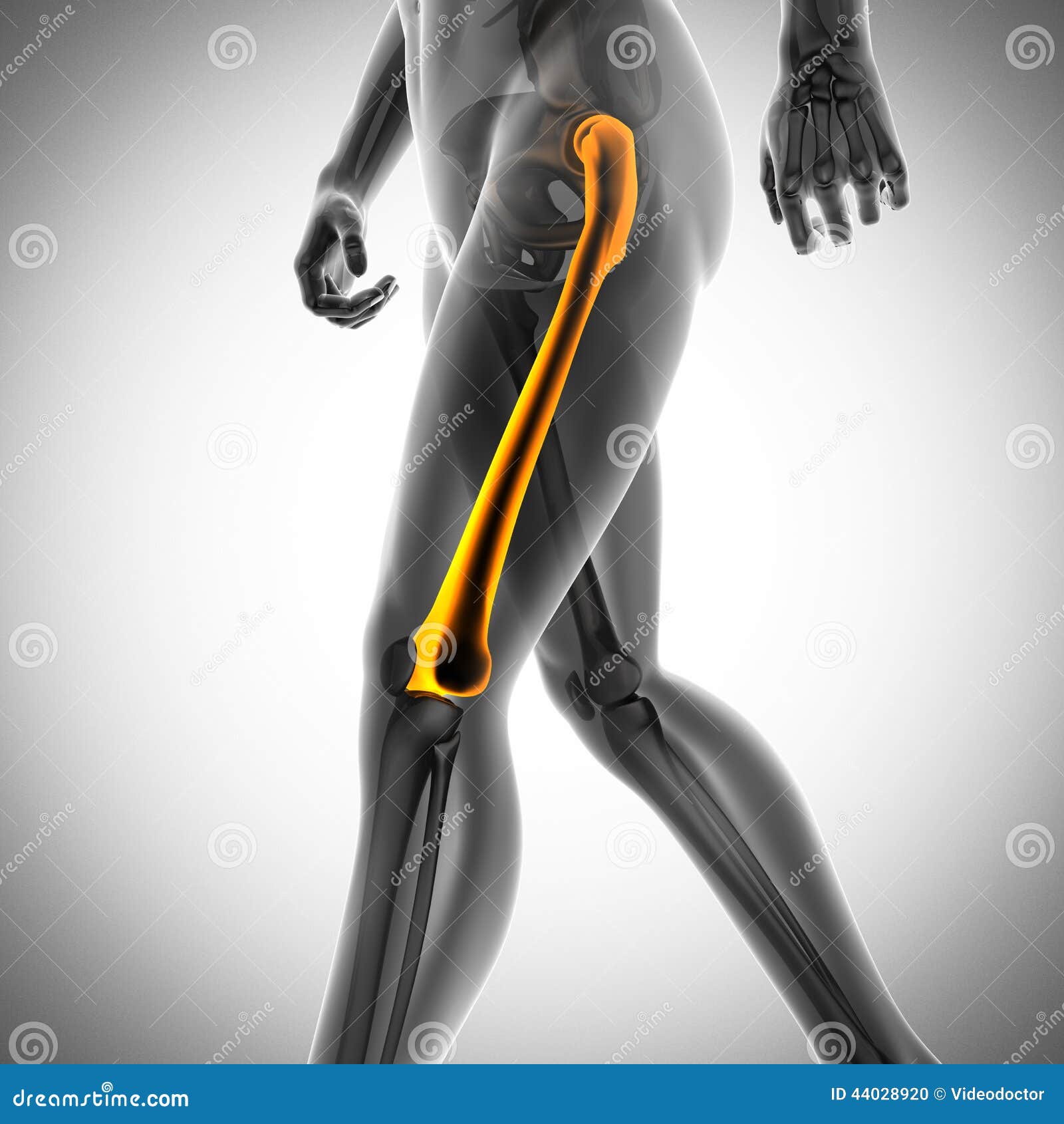 Human Bones Radiography Scan Image Stock Illustration - Illustration of ...