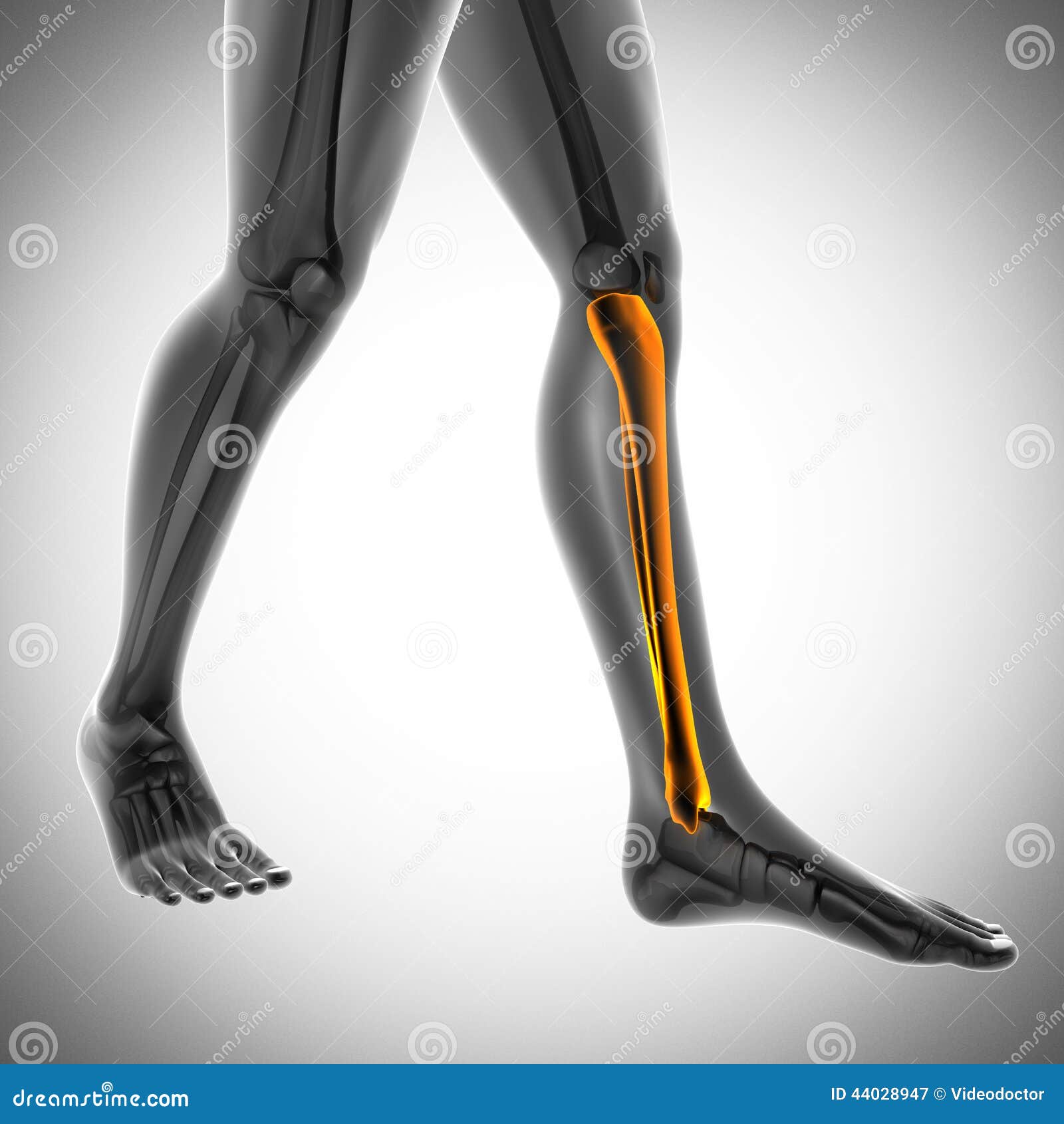 Human Bones Radiography Scan Image Stock Illustration - Illustration of ...