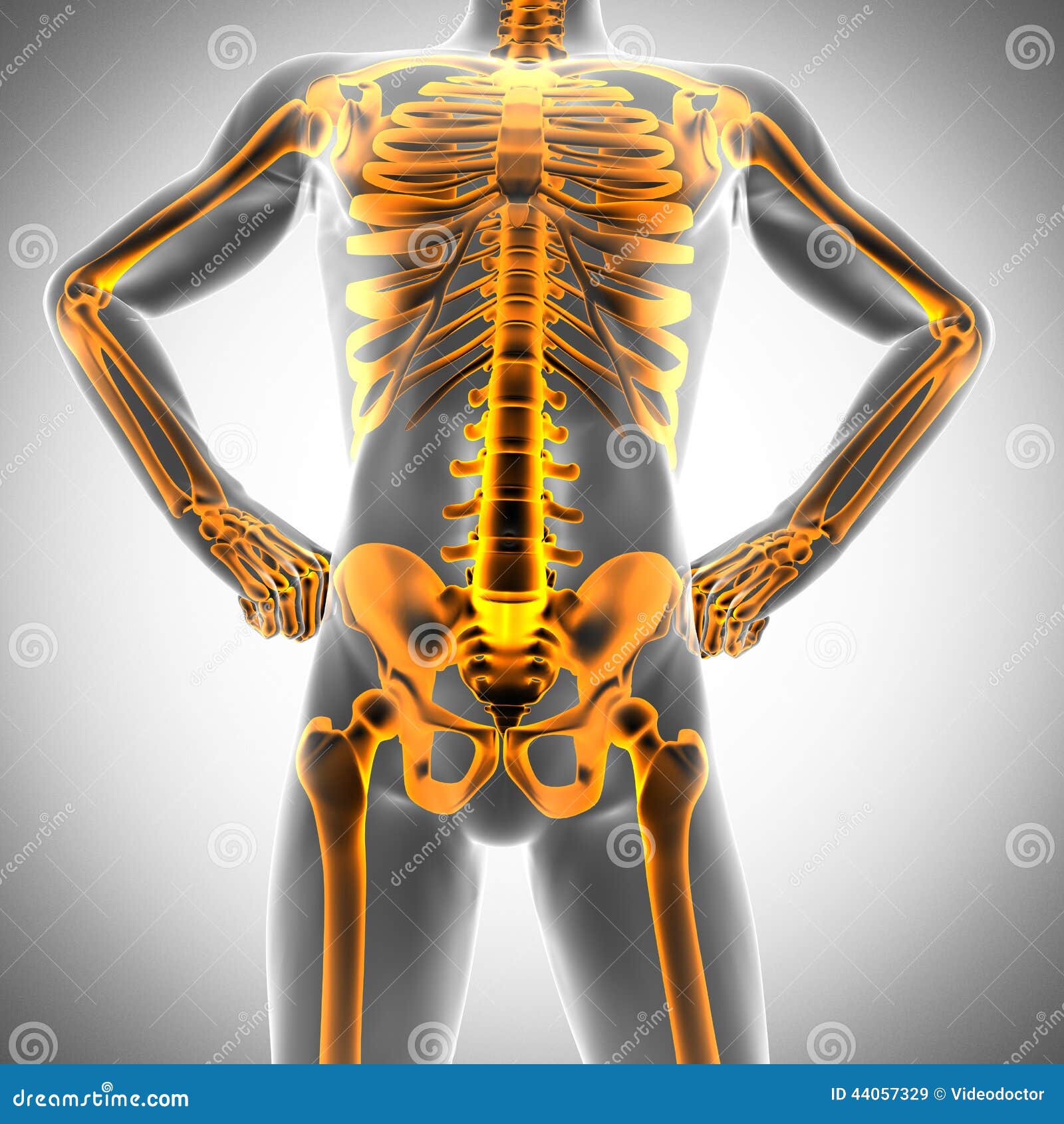 Human Bones Radiography Scan Image Stock Illustration - Illustration of ...