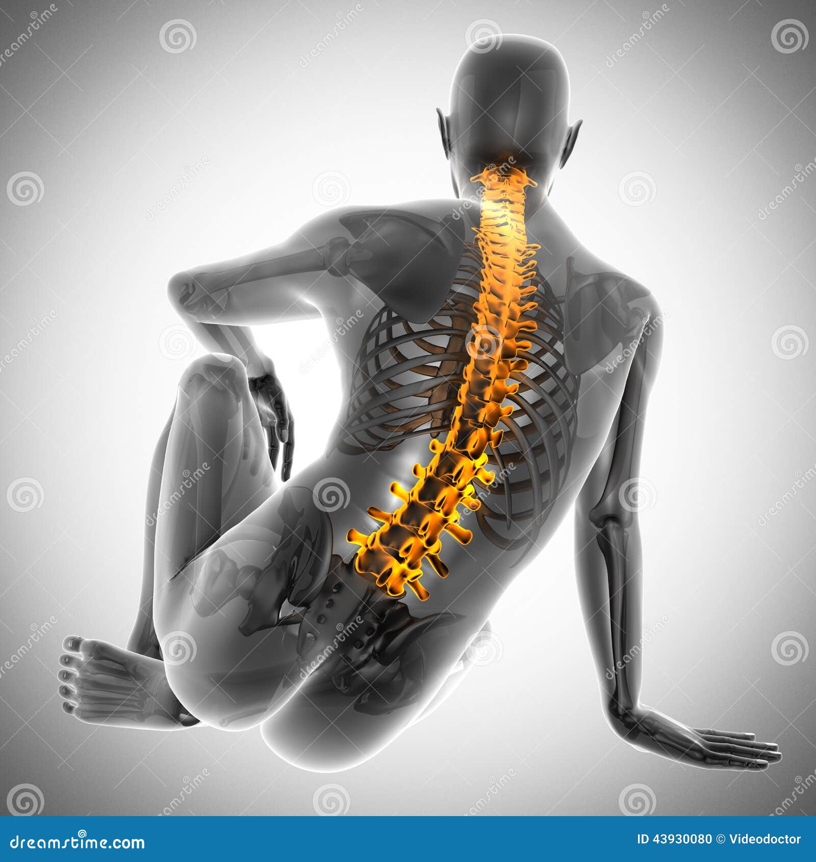 Human Bones Skeleton Silhouette Vector. Anatomy Of Human Body ...