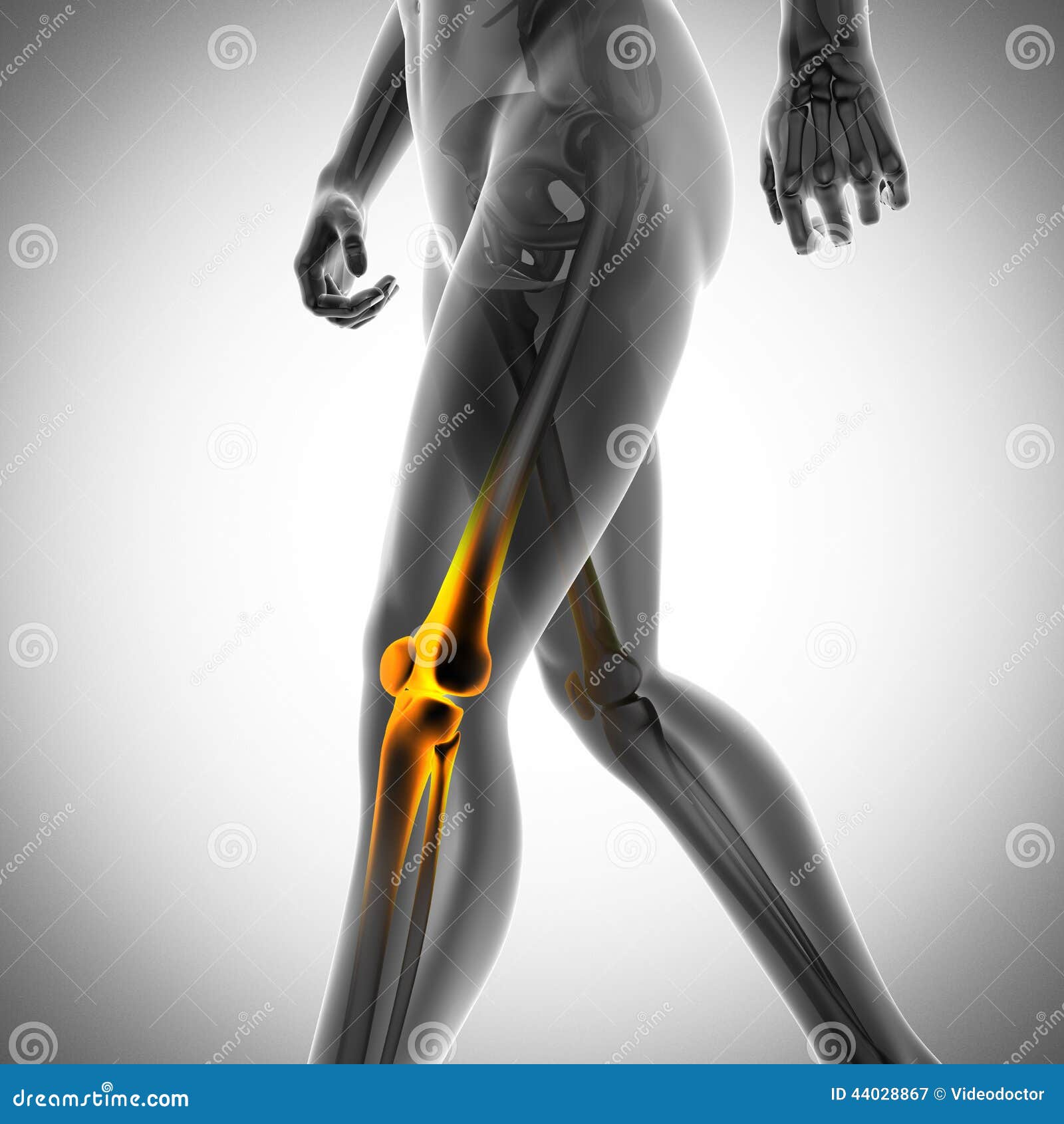 Human Bones Skeleton Silhouette Vector. Anatomy Of Human Body ...