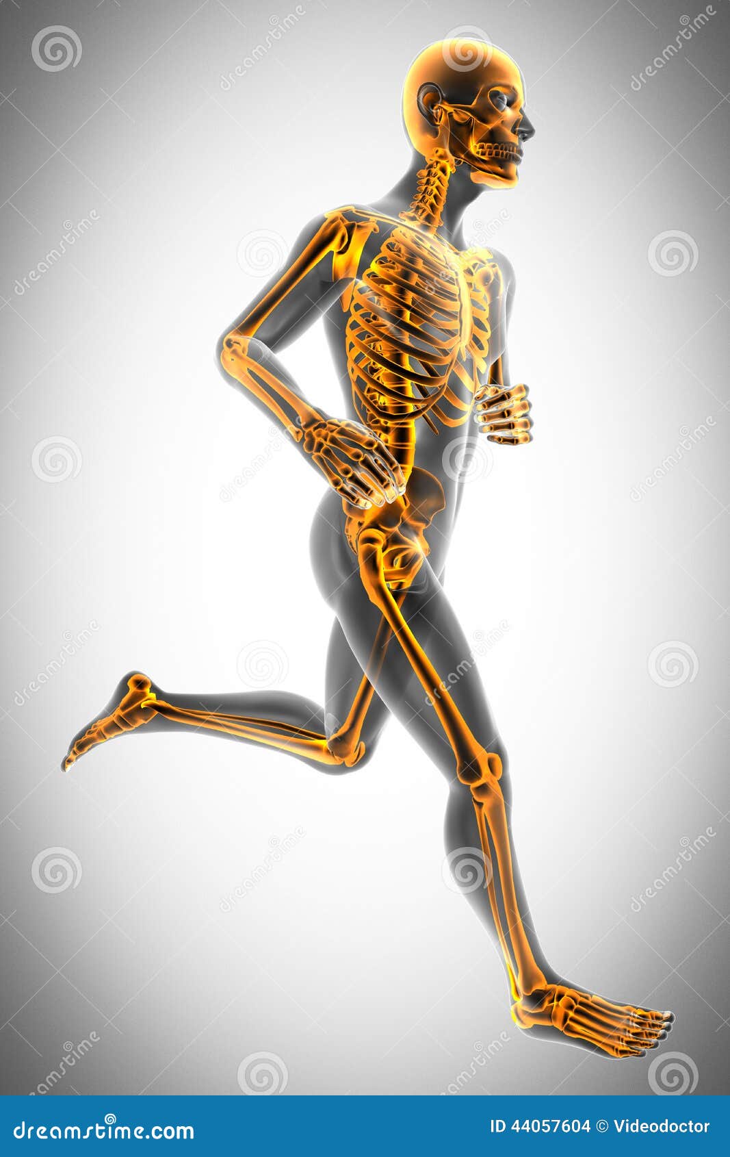 Human Bones Skeleton Silhouette Vector. Anatomy Of Human Body ...