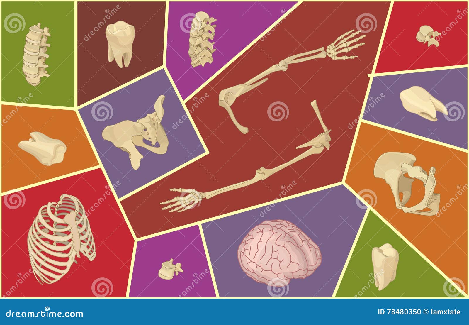 Human Bones. Skeletal Anatomy Set Stock Vector - Illustration of human ...