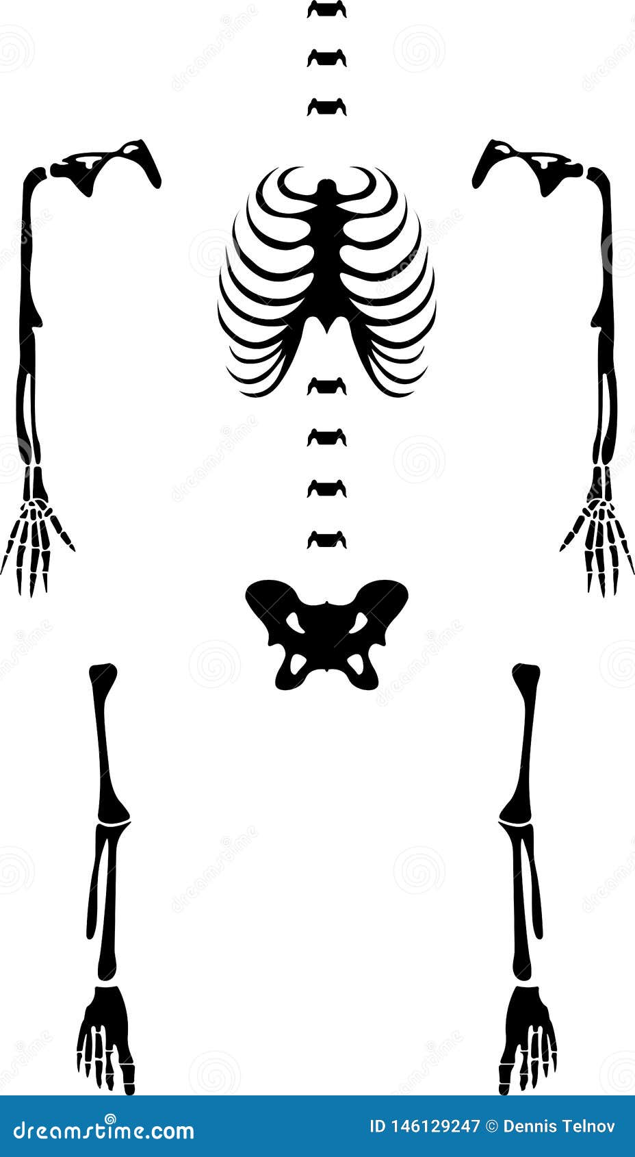 Human Bones Skeleton Silhouette Collection Set. High Detailed Vector ...