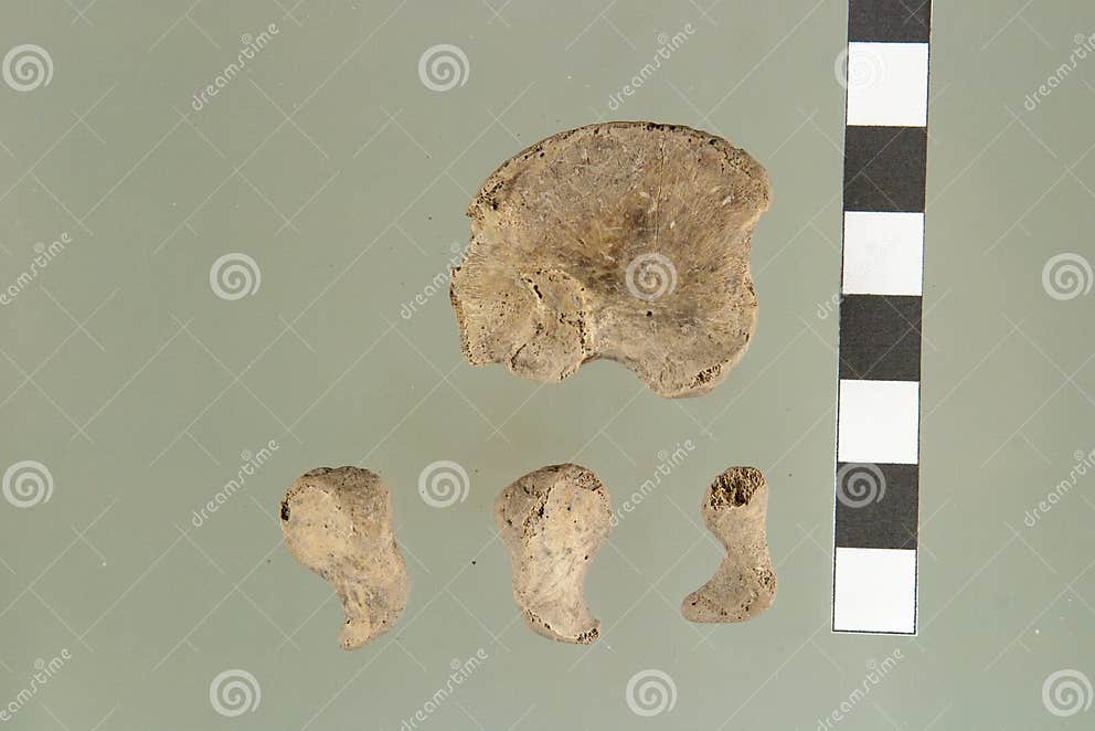Fossil Human Bones and a Measuring Scale Stock Photo - Image of ...