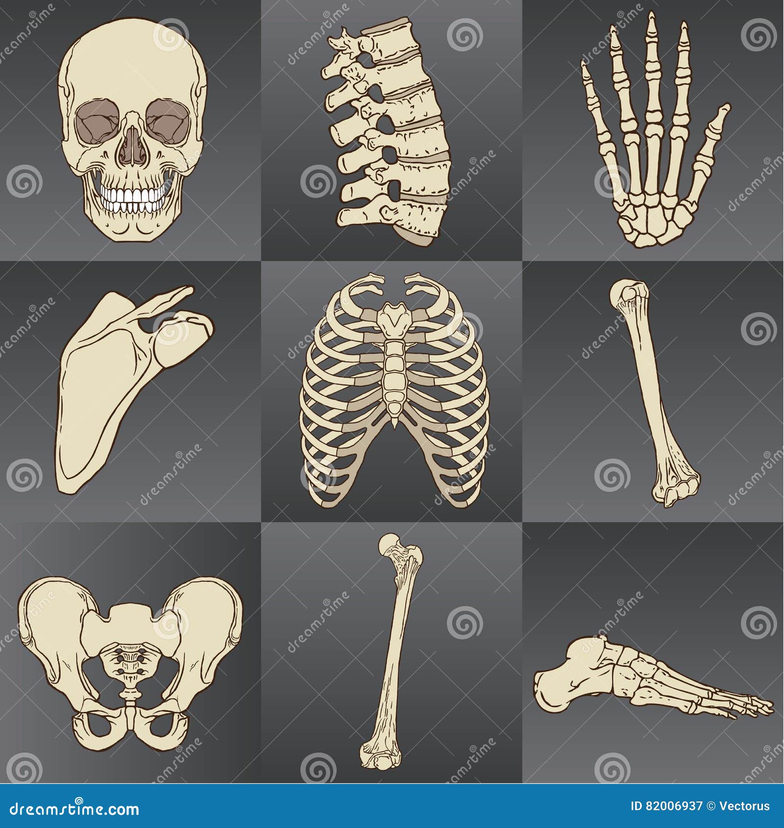 Human Bones Vector Pack stock vector. Illustration of metacapri - 82006937